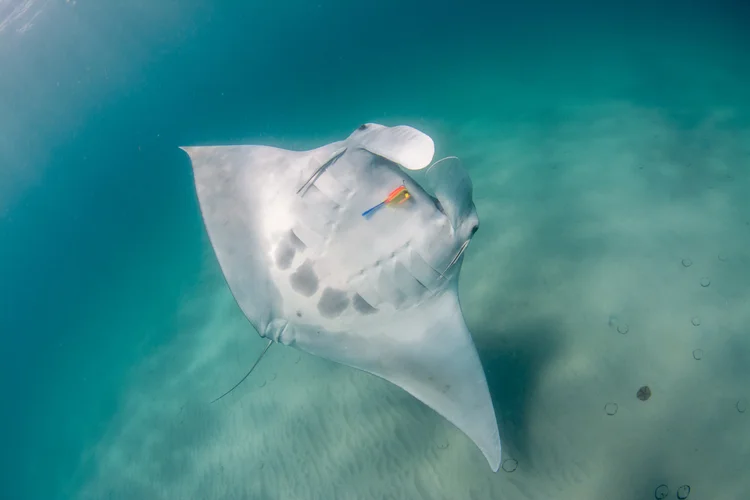 The Florida Manta Project — Marine Megafauna Foundation