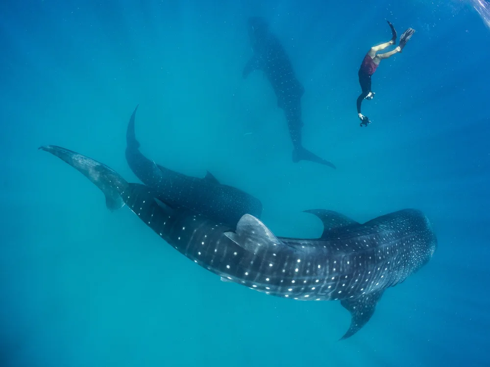 Tanzania Whale Shark Project — Marine Megafauna Foundation