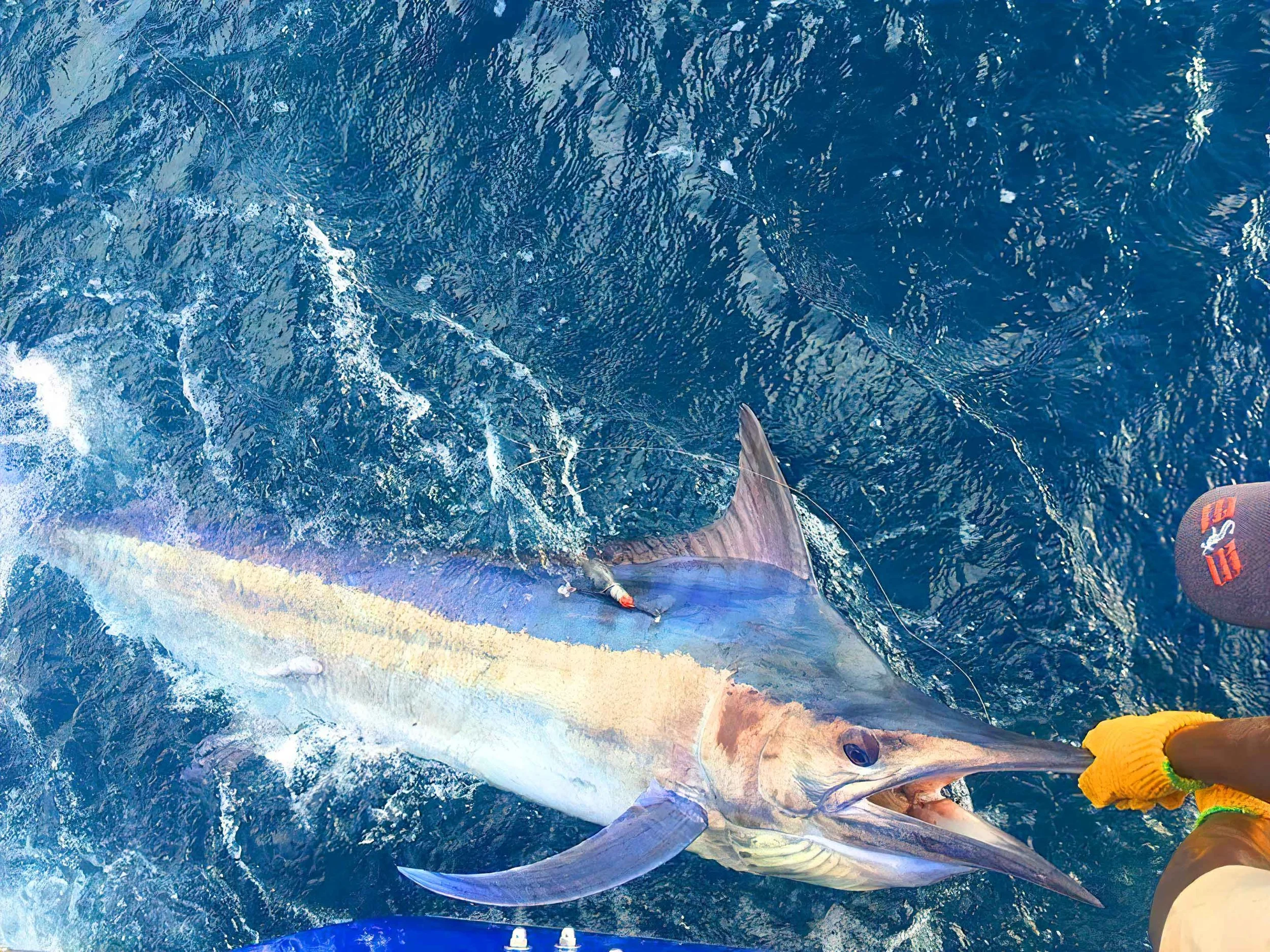 Mozambique Marlin Research Project — Marine Megafauna Foundation