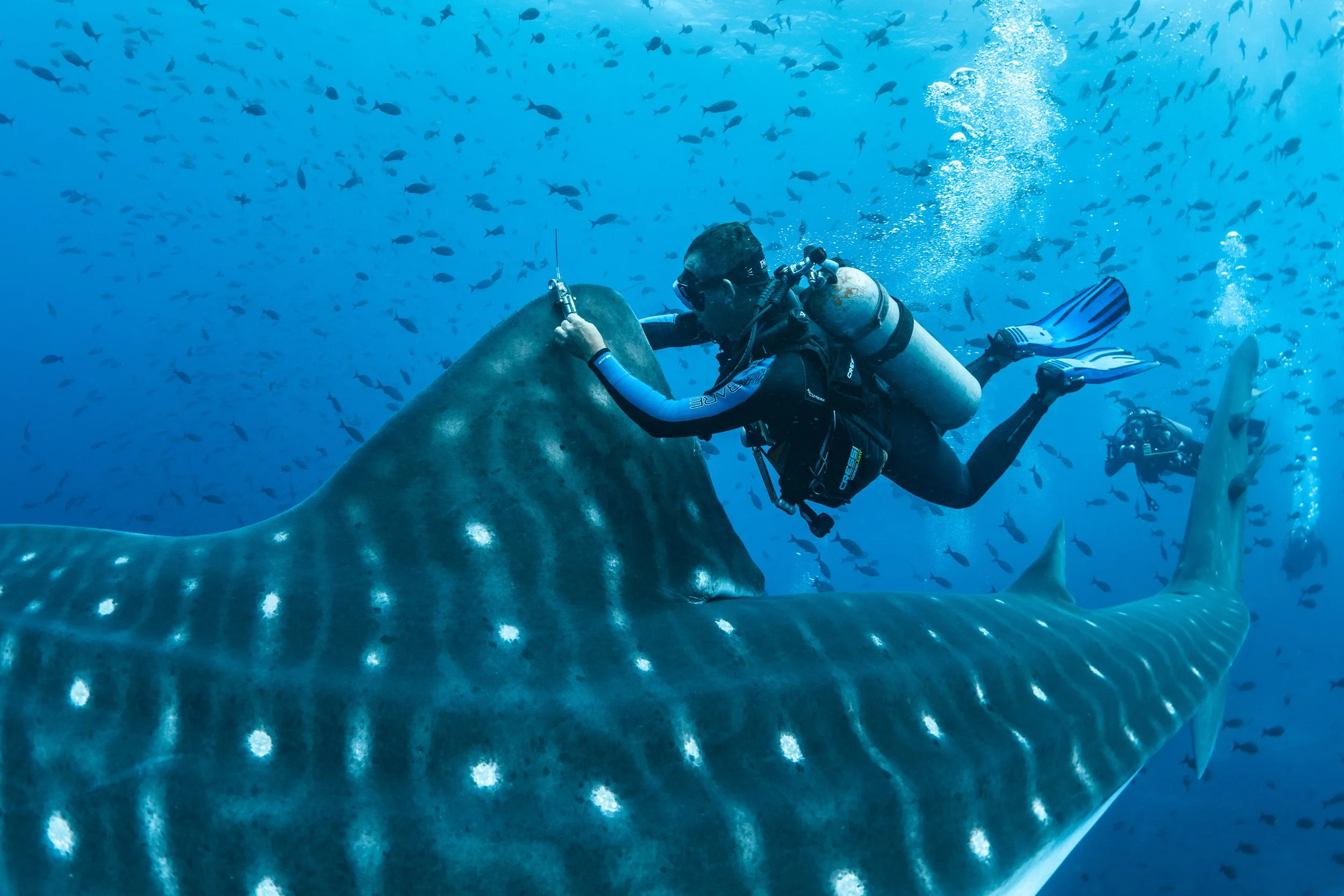 Galapagos Whale Shark Project — Marine Megafauna Foundation
