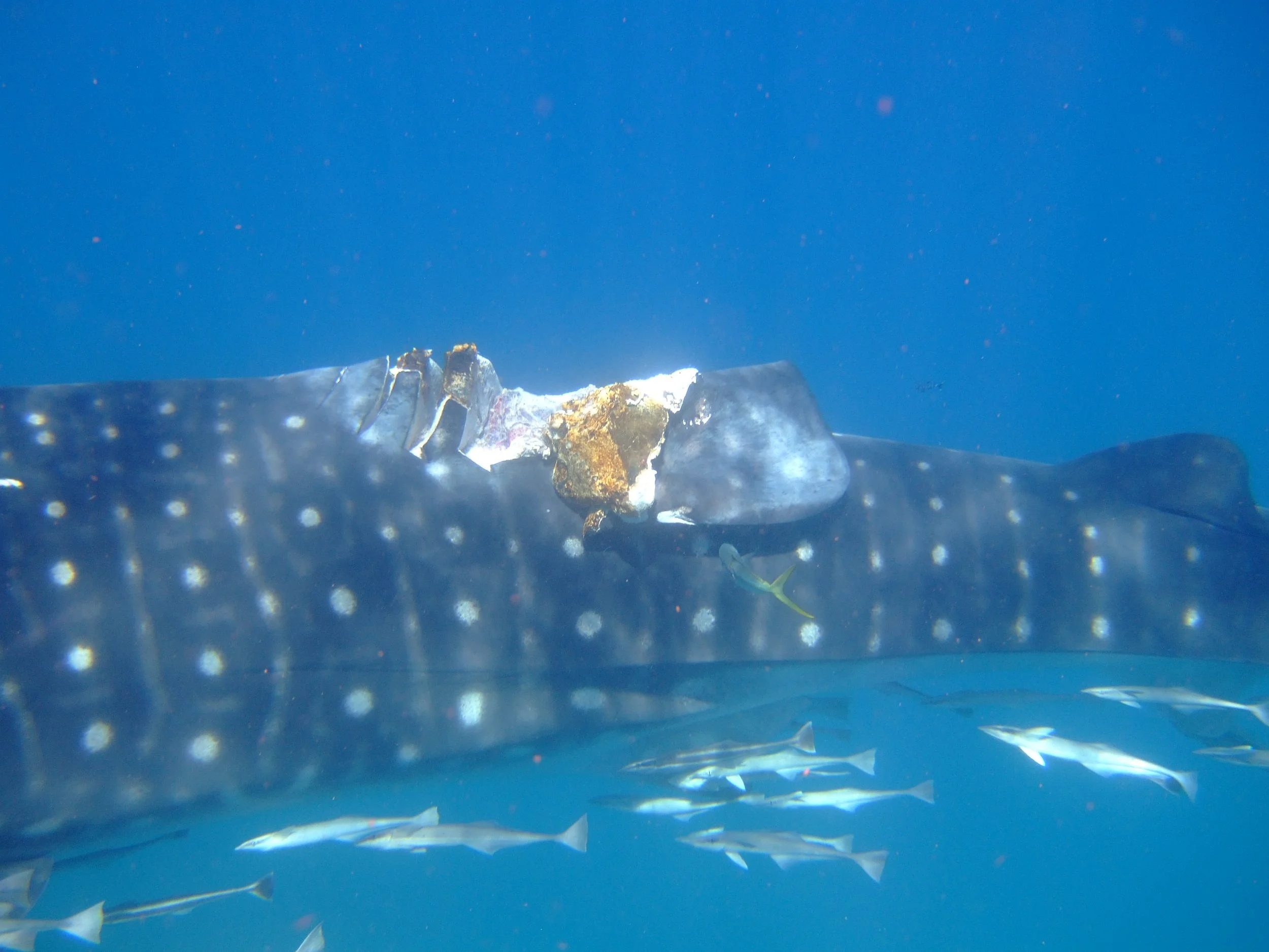 NEW STUDY: Global Shipping Threatens Whale Shark Hotspots — Marine ...
