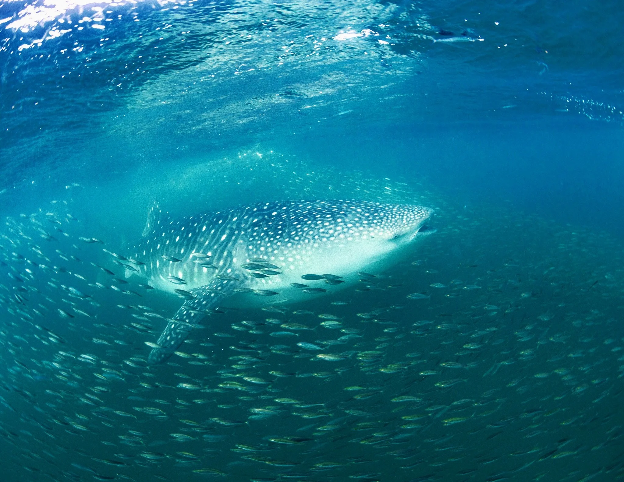 Global Whale Shark Research & Conservation Program — Marine Megafauna ...