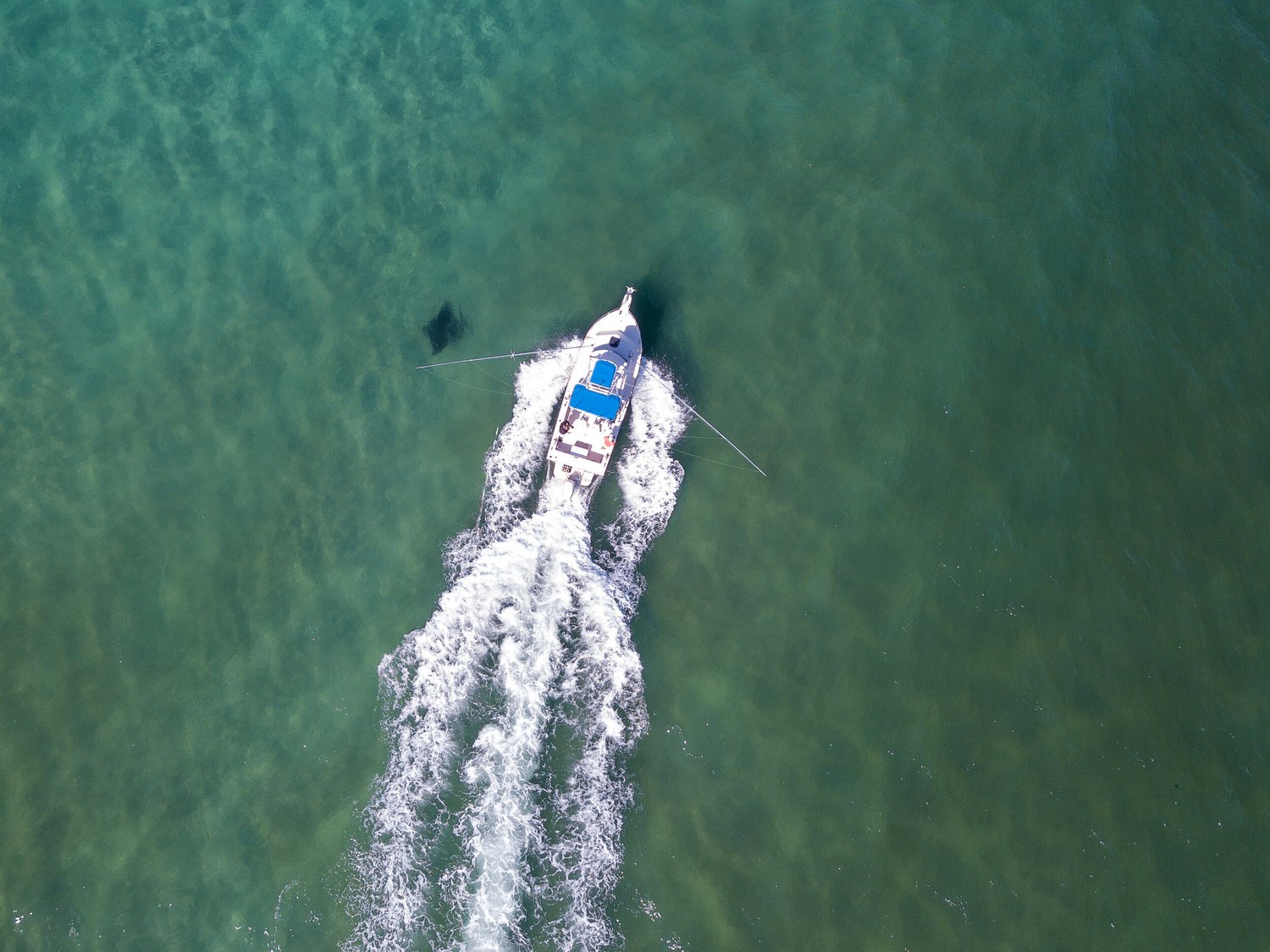 The Florida Manta Project — Marine Megafauna Foundation