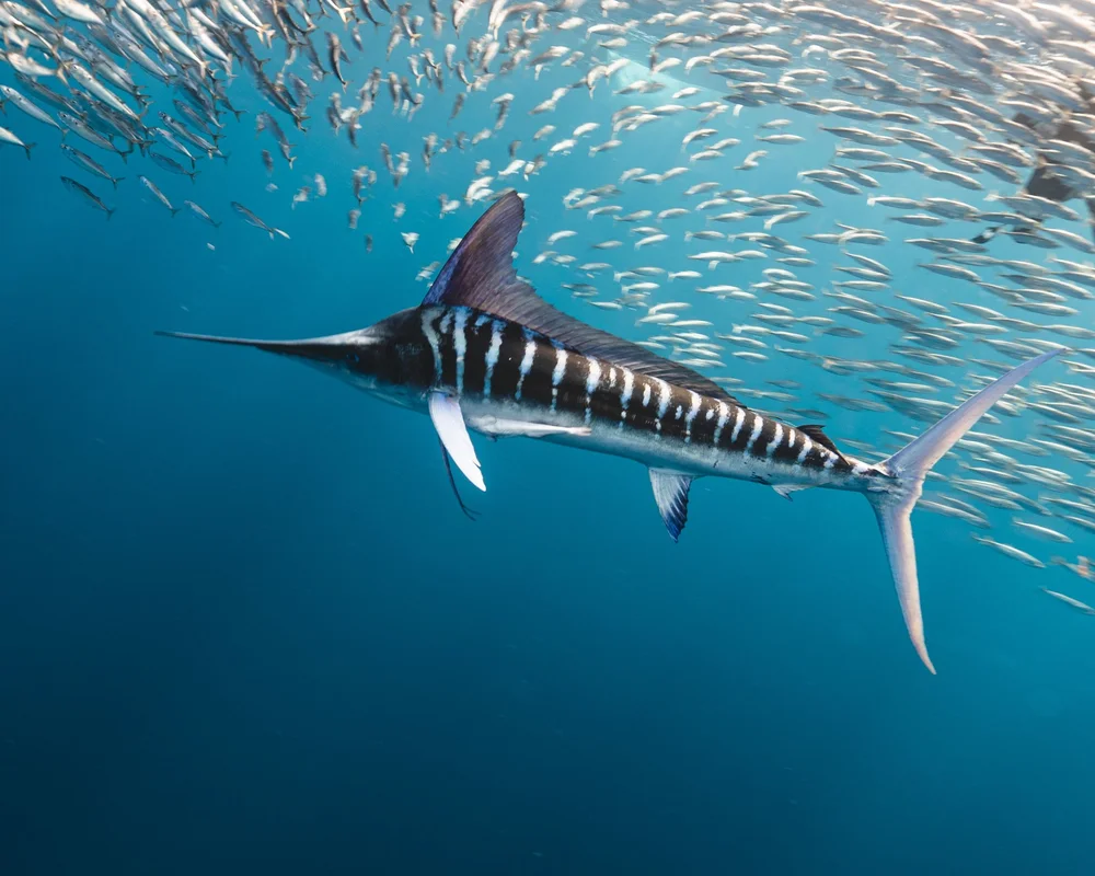 New Study Reveals the Diving Behavior of Black and Striped Marlin ...