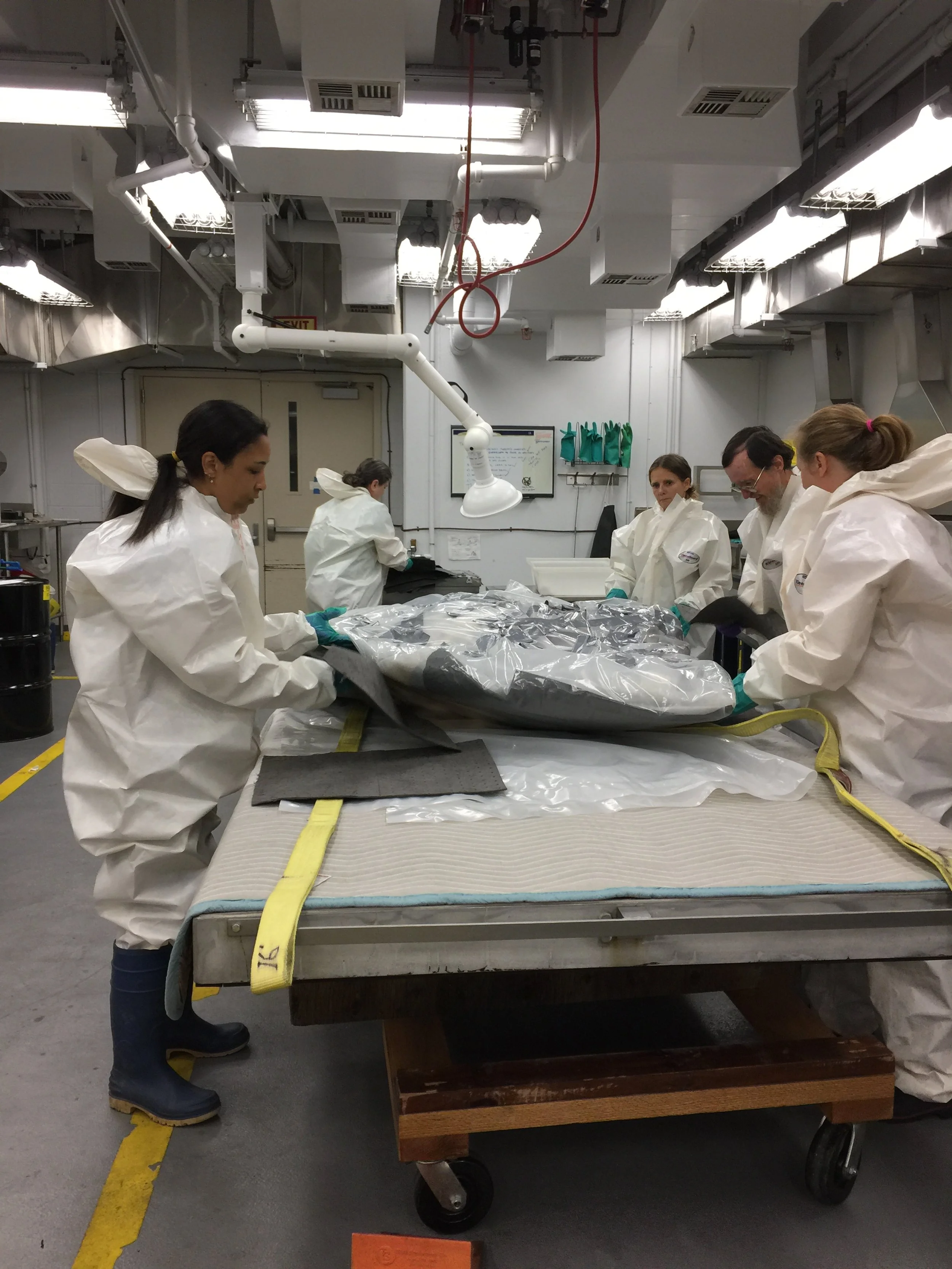 Third Manta Ray Species: Mobula yarae Discovered in Atlantic Ocean ...