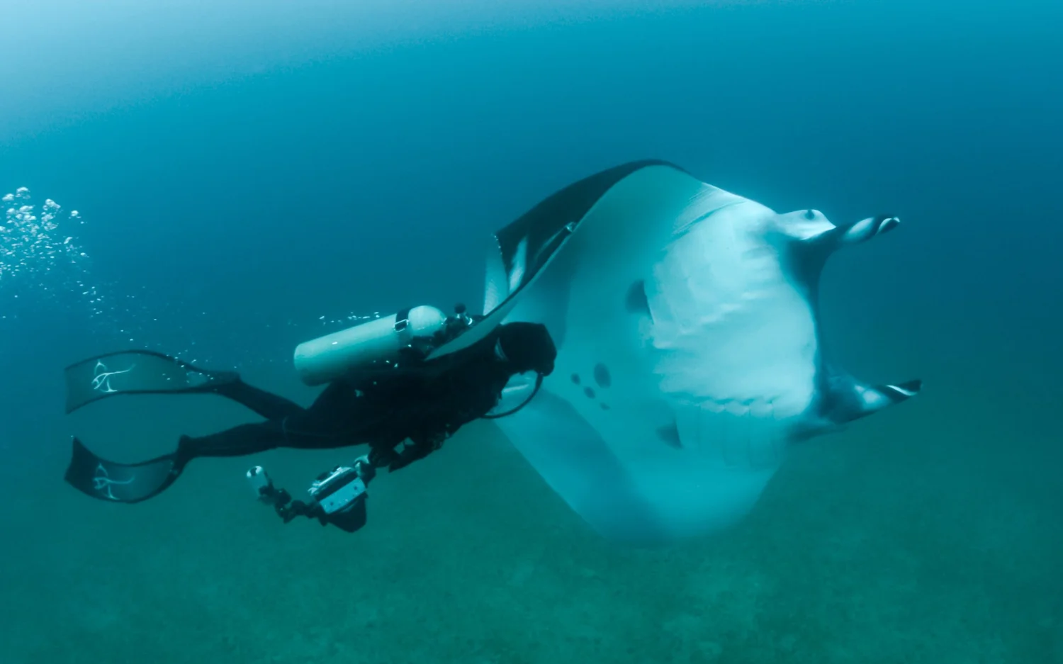 New Study Finds The World's Largest Population Of Giant Oceanic Manta ...