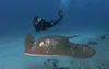 Mozambique Smalleye Stingray Research Project — Marine Megafauna Foundation