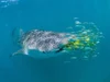 Marine Megafauna Foundation