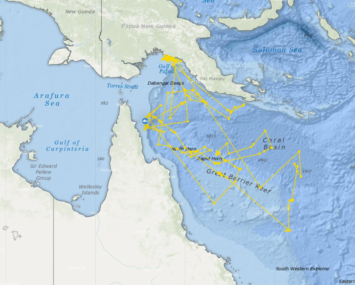 Ali the Whale Shark — Marine Megafauna Foundation