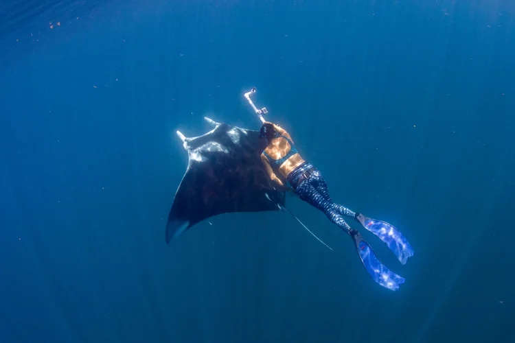 Latest News — Marine Megafauna Foundation