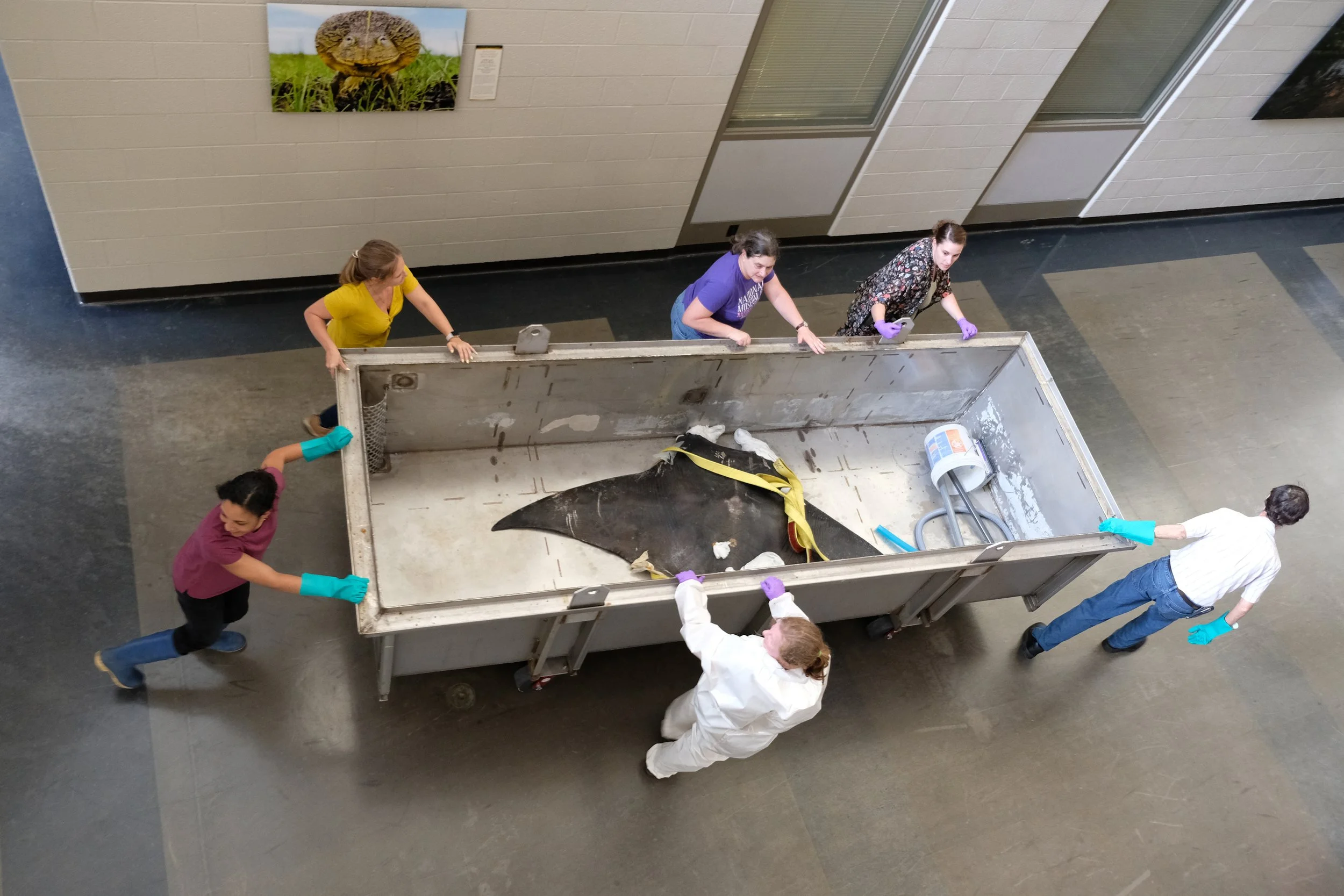 Third Manta Ray Species: Mobula yarae Discovered in Atlantic Ocean ...