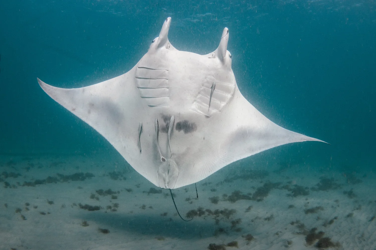 MMF and Partners Create First-Ever Accurate Digital 3D Manta Ray Model ...