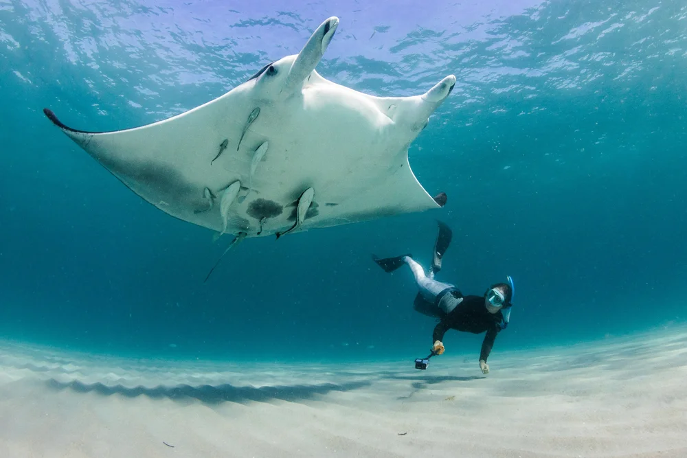Third Manta Ray Species: Mobula yarae Discovered in Atlantic Ocean ...
