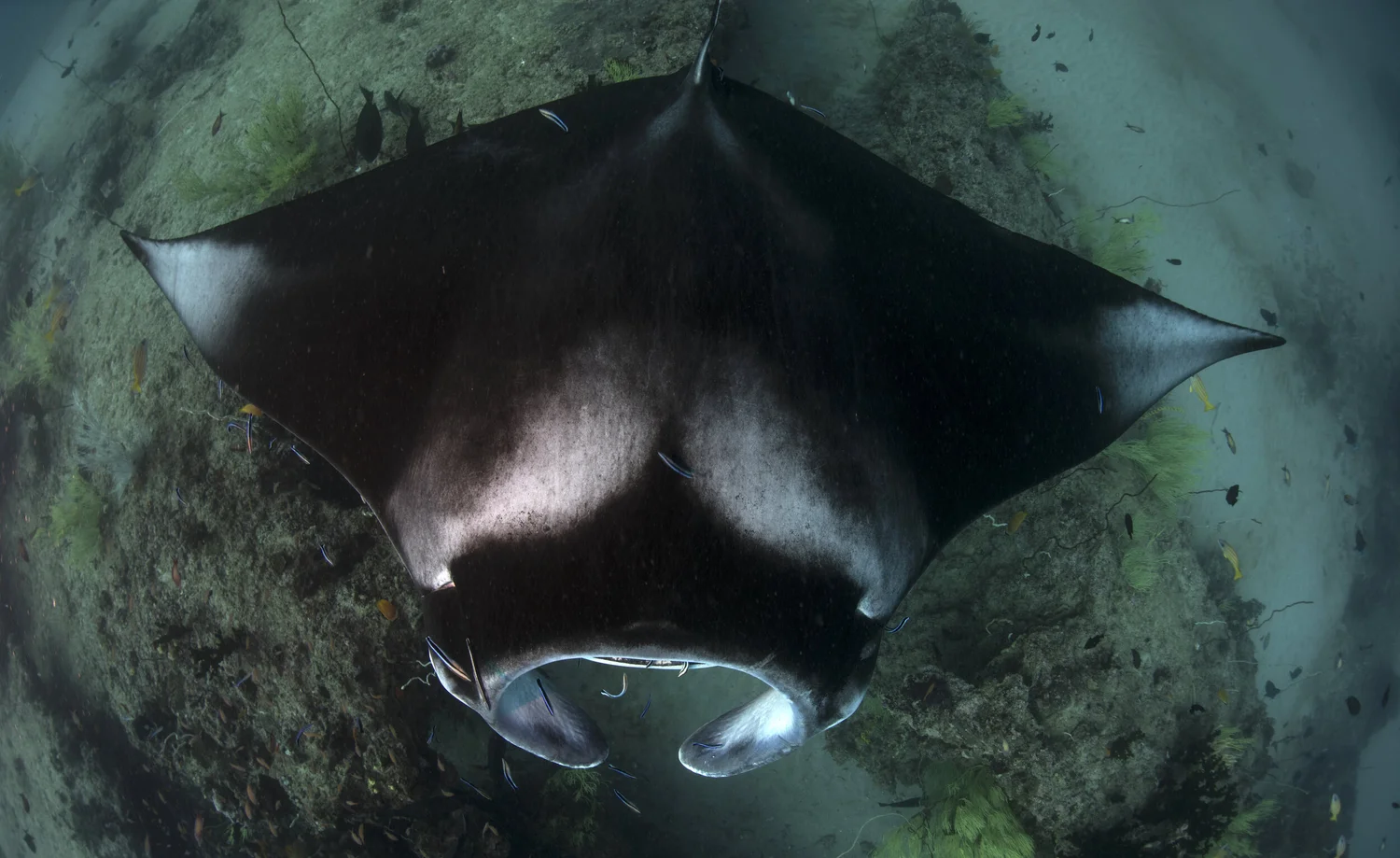 Mozambique Manta & Devil Ray Research Project — Marine Megafauna Foundation