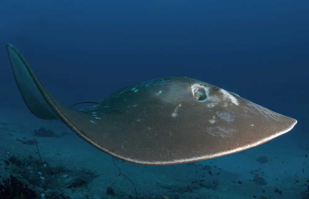 Mozambique Smalleye Stingray Research Project — Marine Megafauna Foundation
