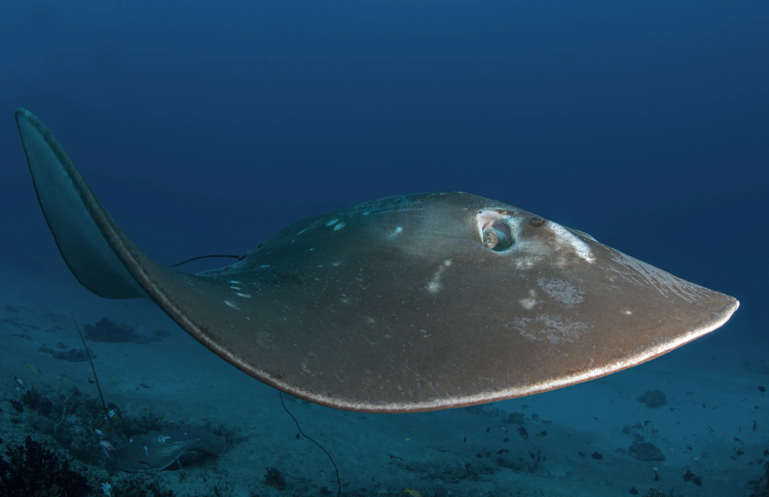 Mozambique Smalleye Stingray Research Project — Marine Megafauna Foundation