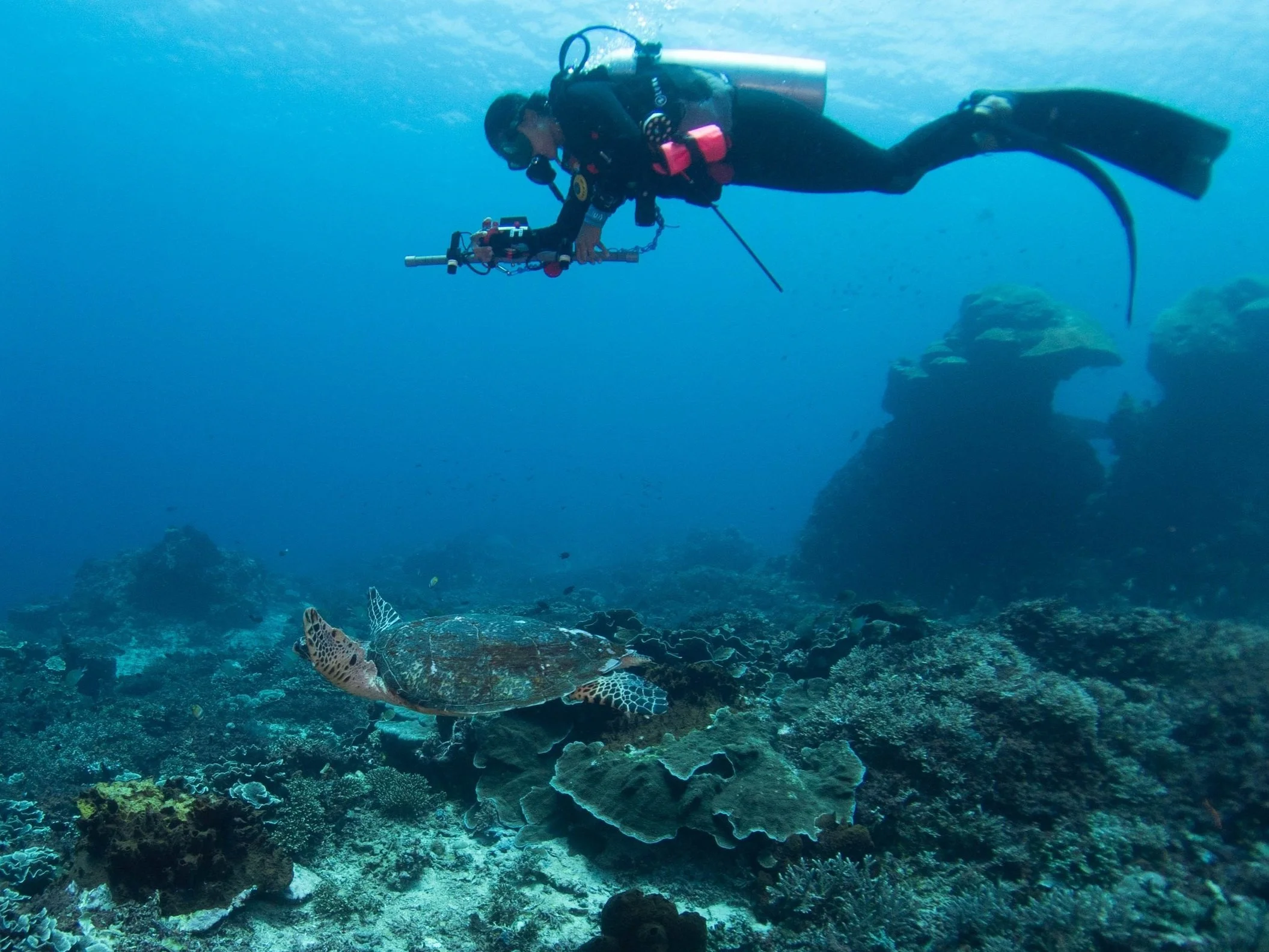Indonesia — Marine Megafauna Foundation