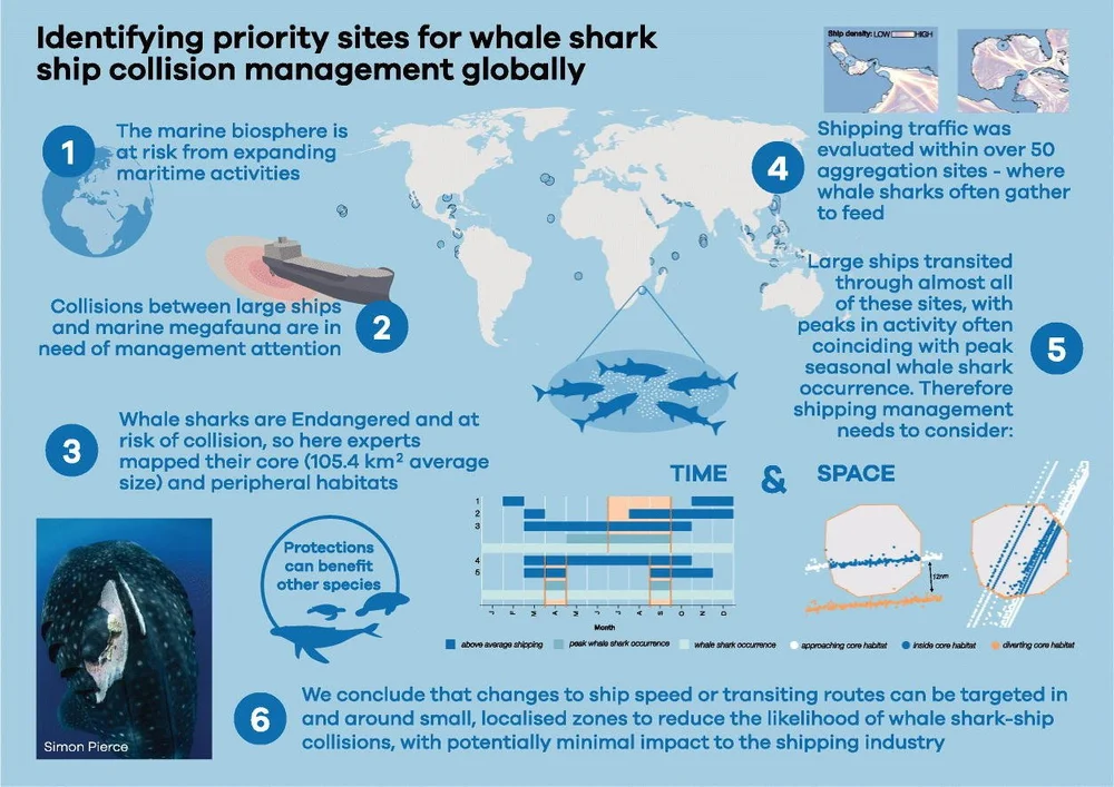 NEW STUDY: Global Shipping Threatens Whale Shark Hotspots — Marine ...