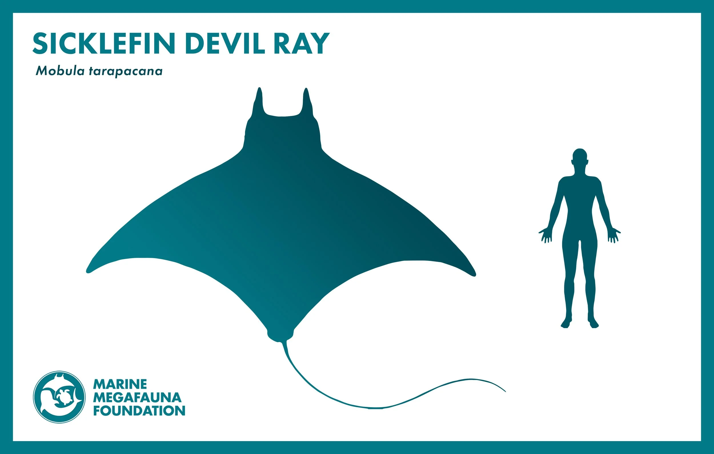 Mysterious Giant of the Sea: 12ft Wide Endangered Sicklefin Devil Ray Found Off the US Atlantic ...