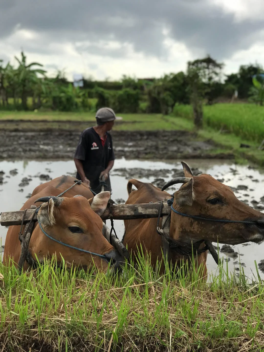 Don’t be a bogan: 11 ways to be a better tourist in Bali | Penny Watson