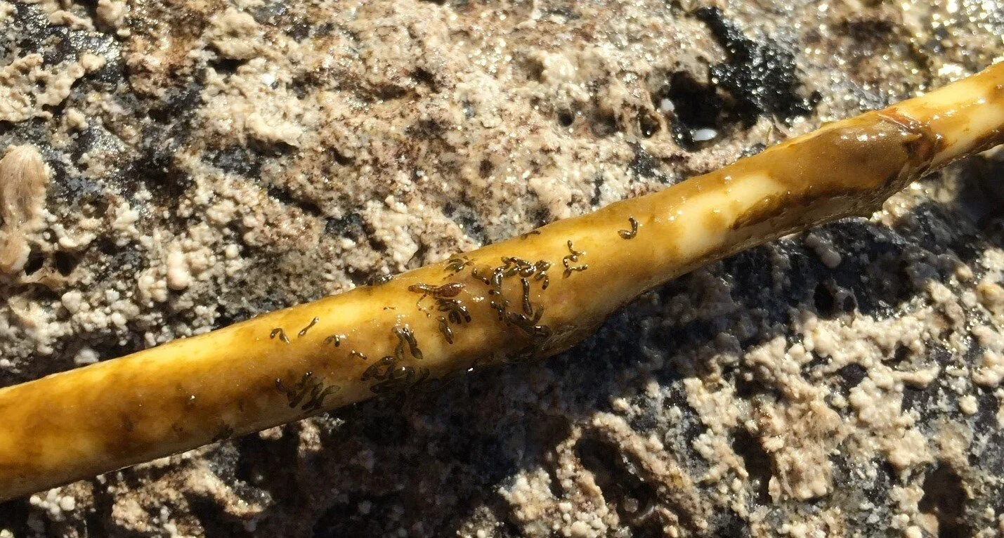 Biting Black Fly Control — Twin Falls County Pest Abatement District
