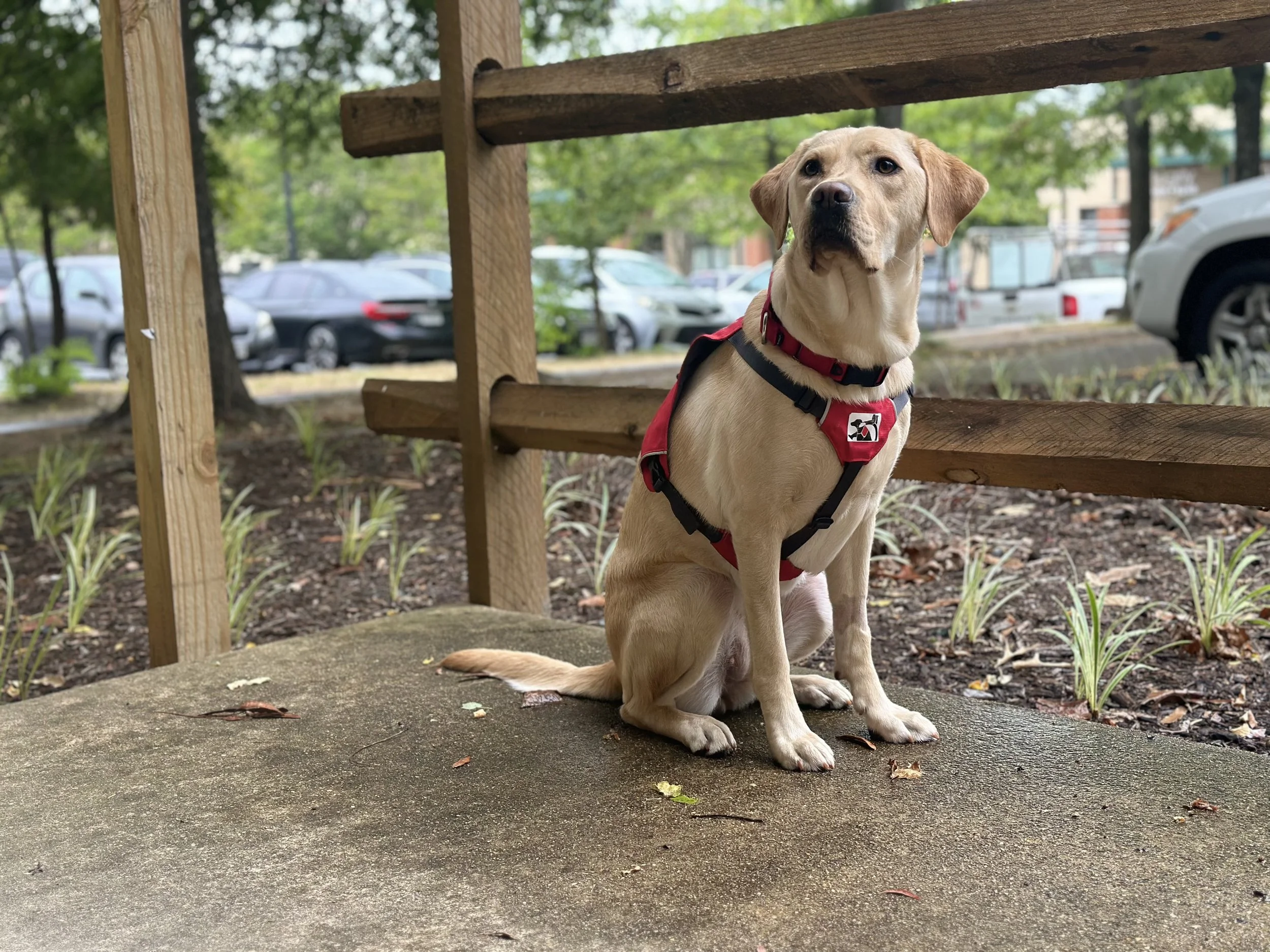 Volunteer Opportunities | Make a Difference — Service Dogs of Virginia