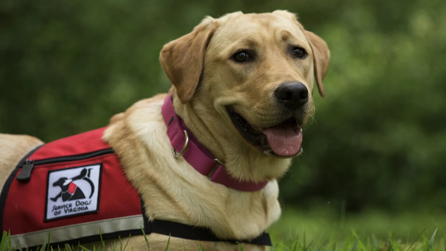 Service Dogs of Virginia | Empower Independence Today