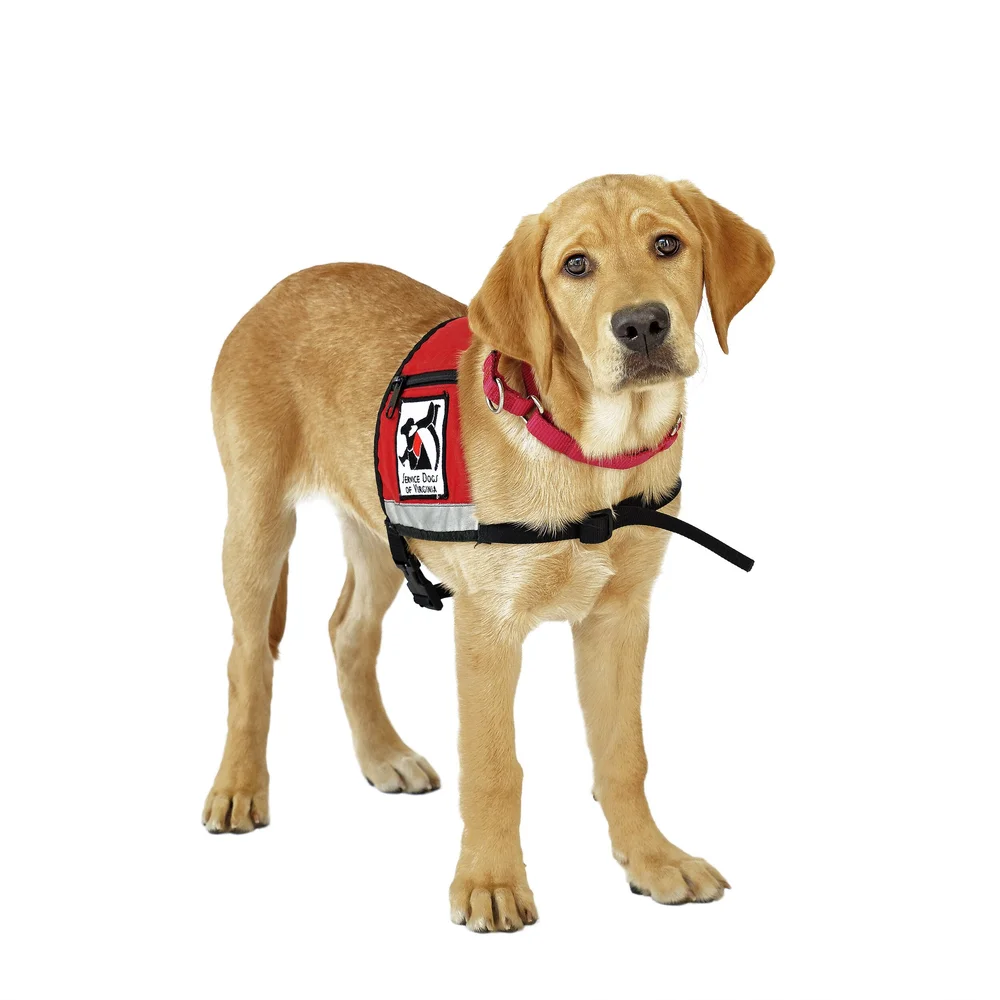 Criteria for Applicants | Explore Eligibility Today — Service Dogs of ...