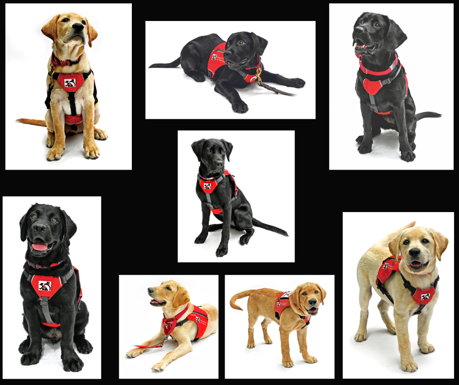 $14 -New SDV Notecards — Service Dogs of Virginia