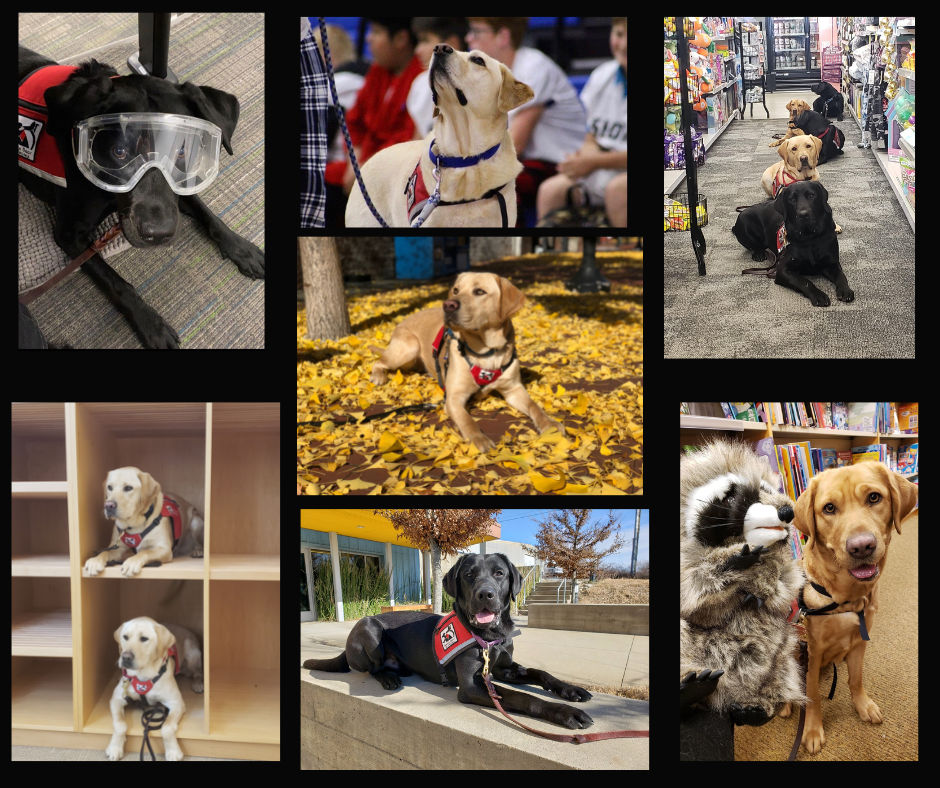 $14 -New SDV Notecards — Service Dogs of Virginia