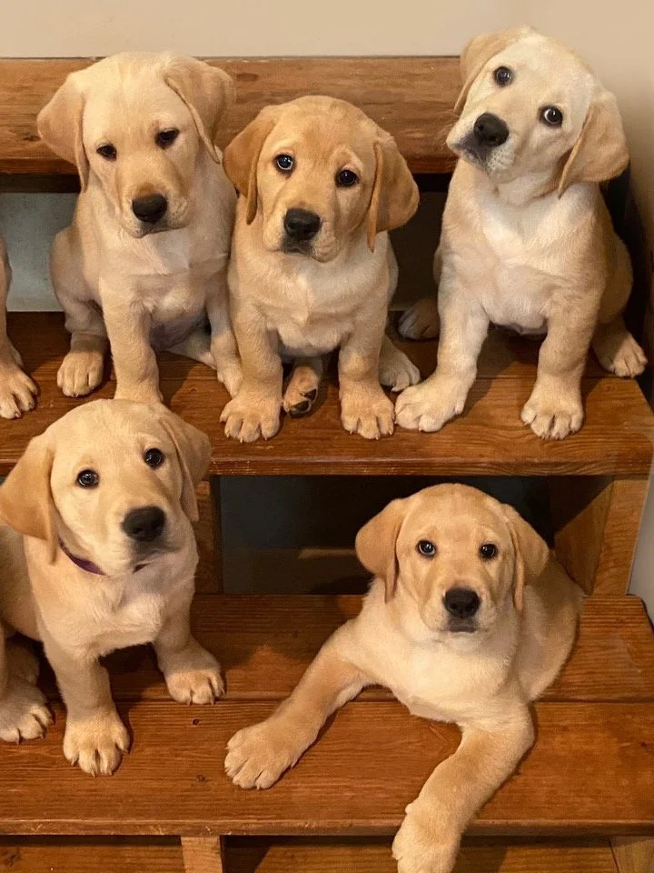 About SDV — Service Dogs of Virginia