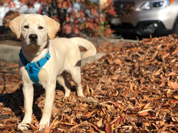 About SDV | Empower Lives Today — Service Dogs of Virginia