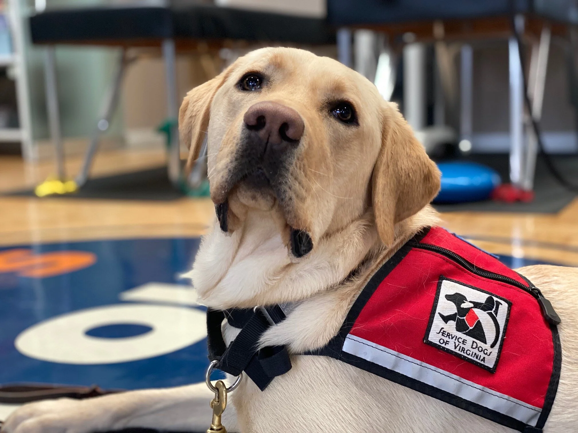 Service Dogs of Virginia | Empower Independence Today