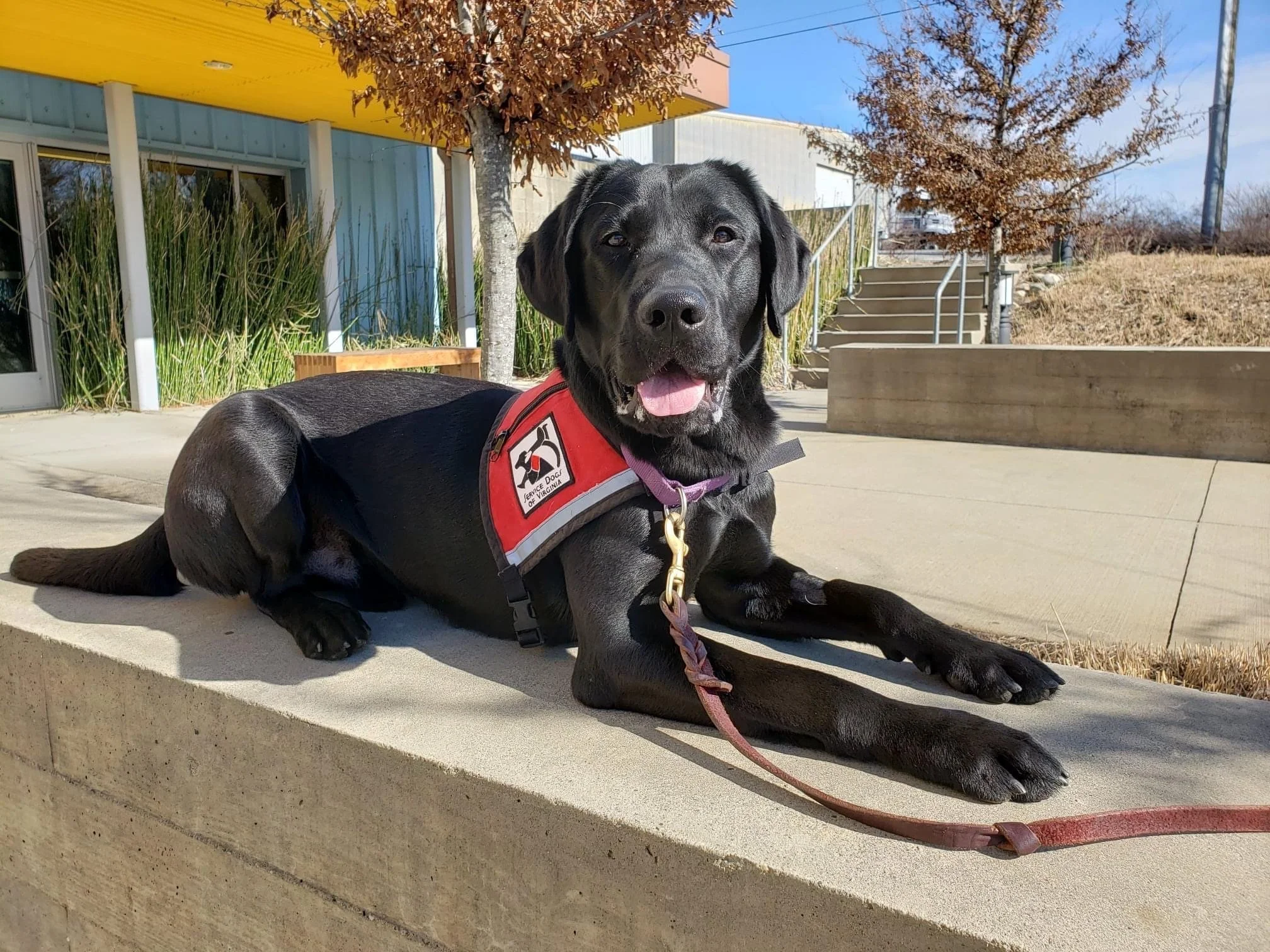 Service Dogs of Virginia | Empower Independence Today