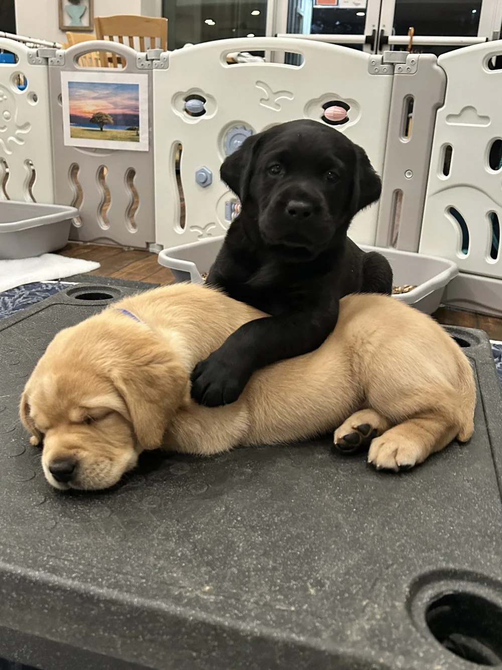 Volunteer Opportunities | Make a Difference — Service Dogs of Virginia