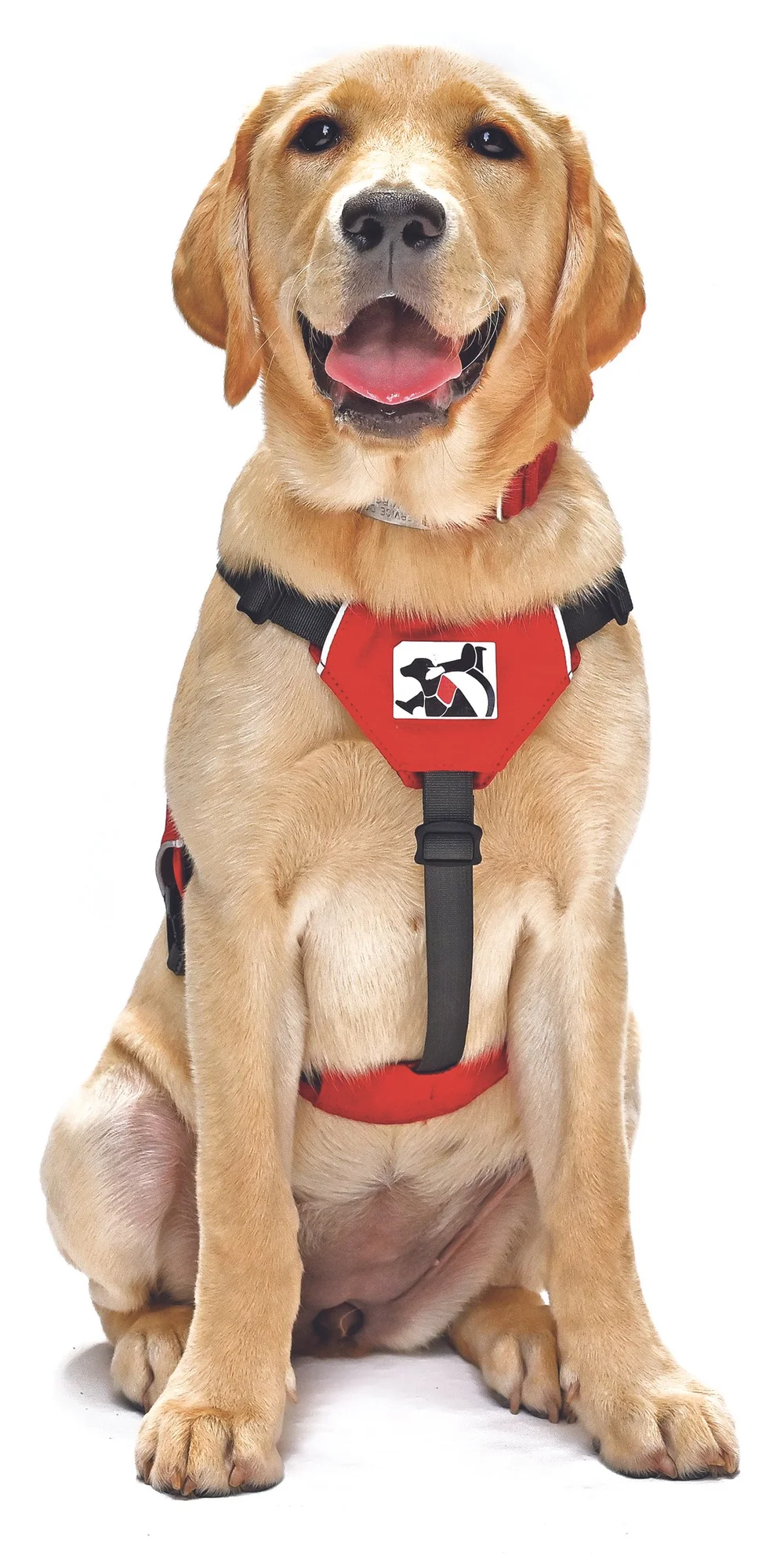 Service Dogs of Virginia | Empower Independence Today