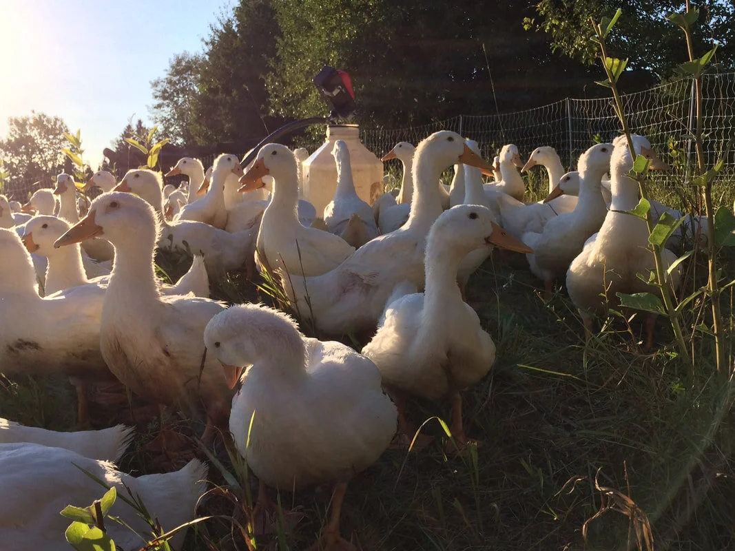 Our Pastured Animals — Flatlander Farm