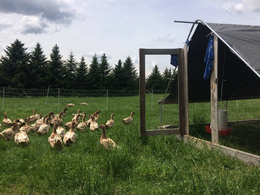 Our Pastured Animals — Flatlander Farm