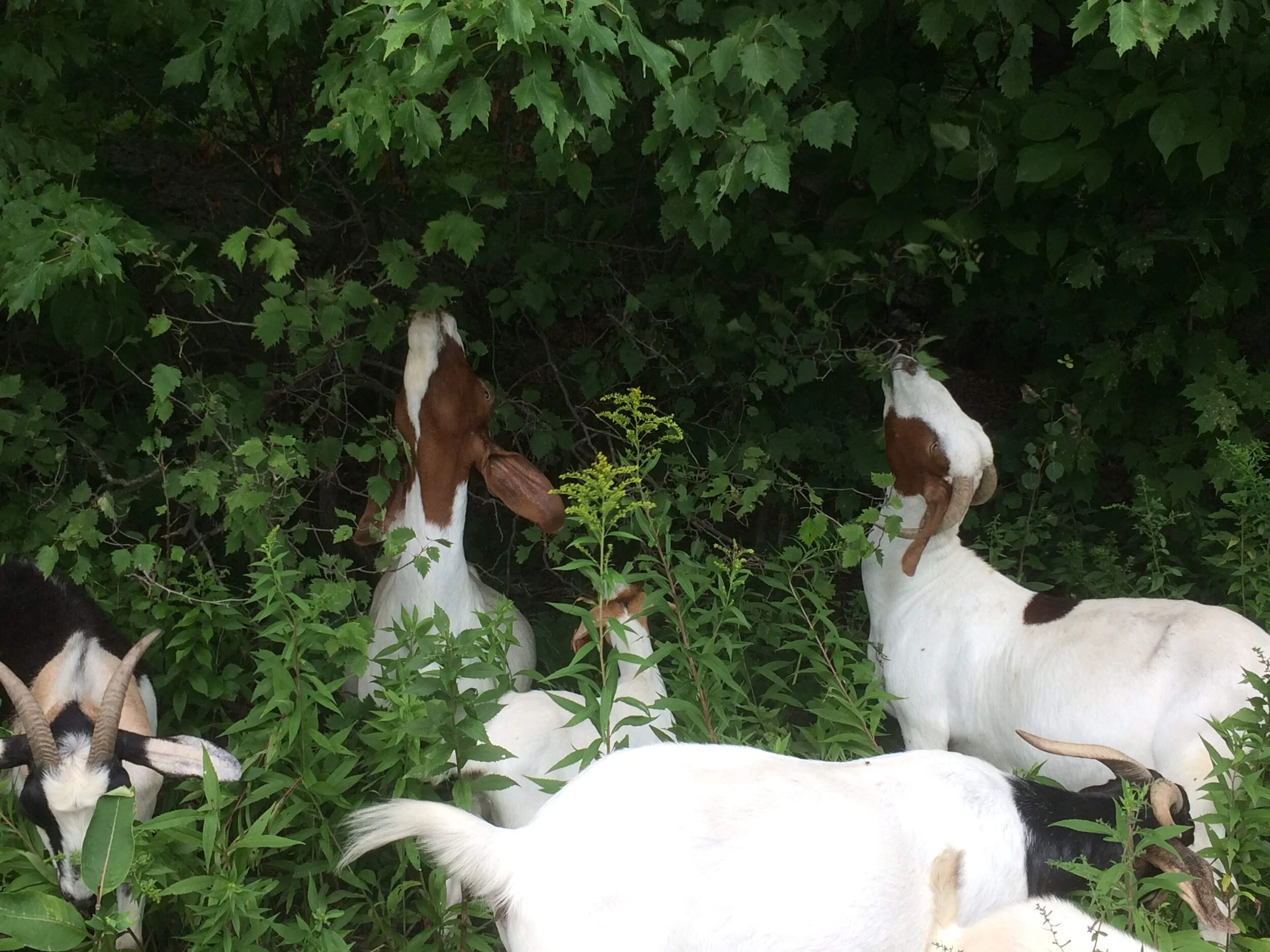 Our Pastured Animals — Flatlander Farm