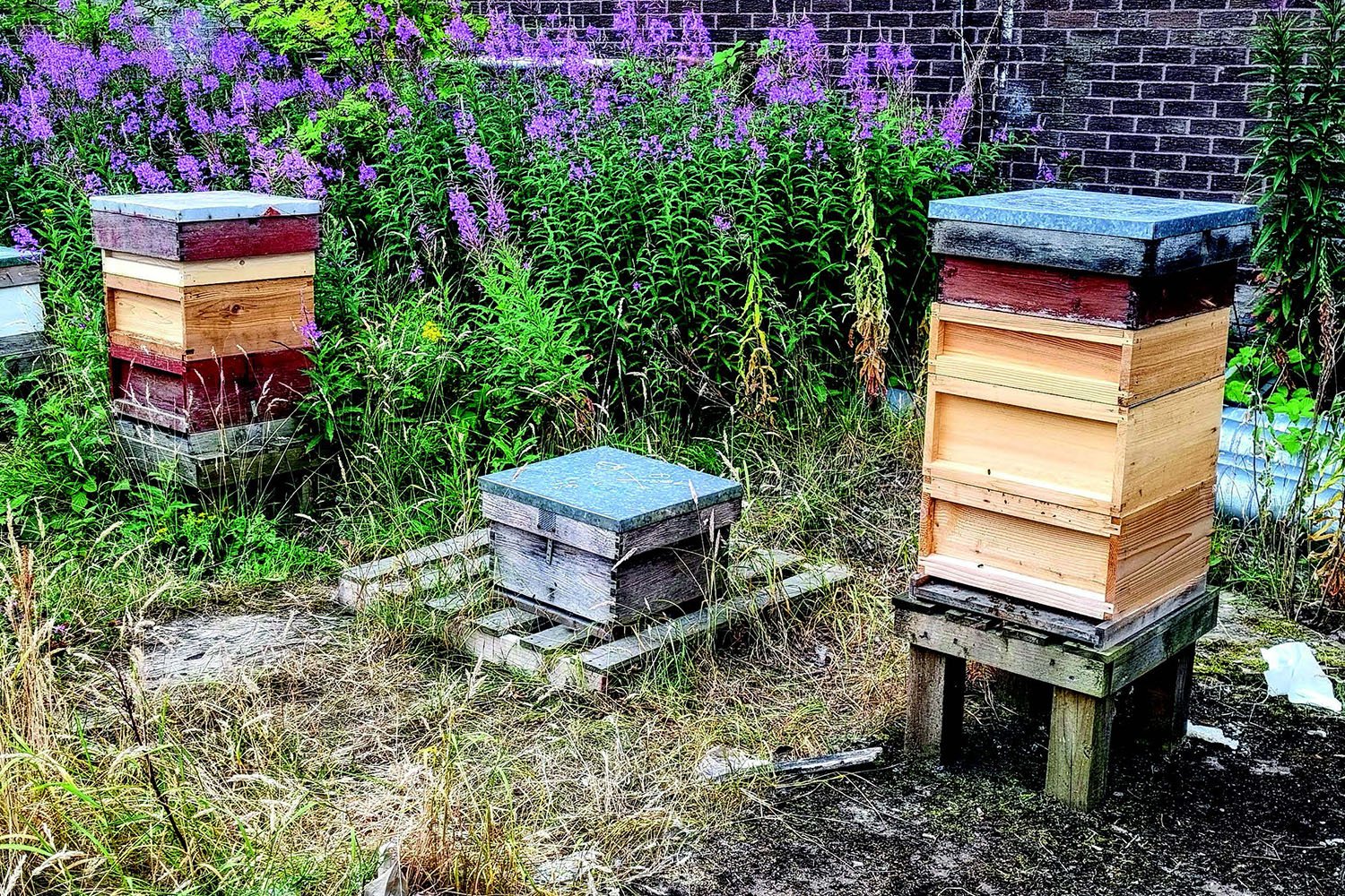 Ed’s bees — Award-winning Scottish food and drink