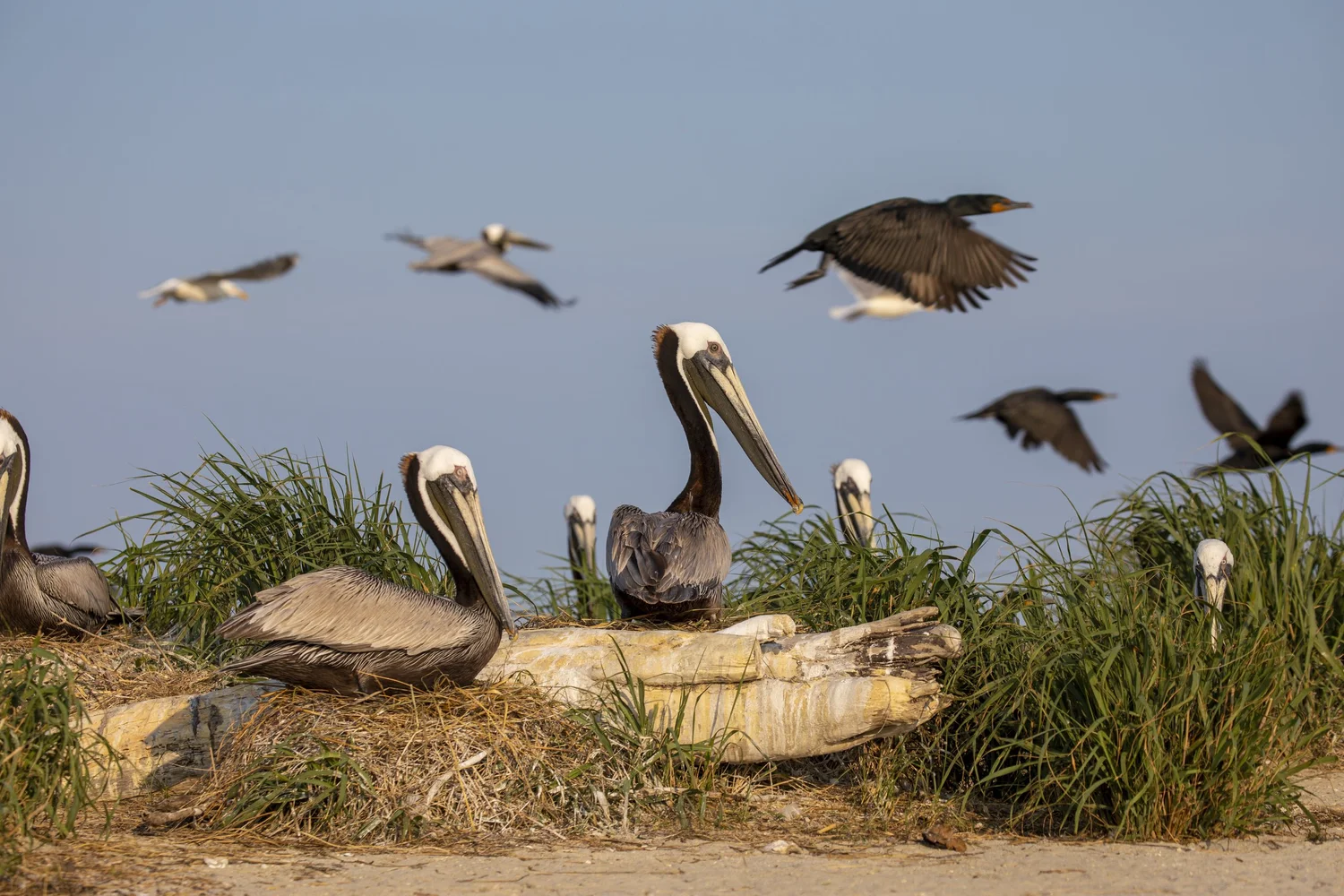 Tangier Island Outfitters — Cameron Evans Photography