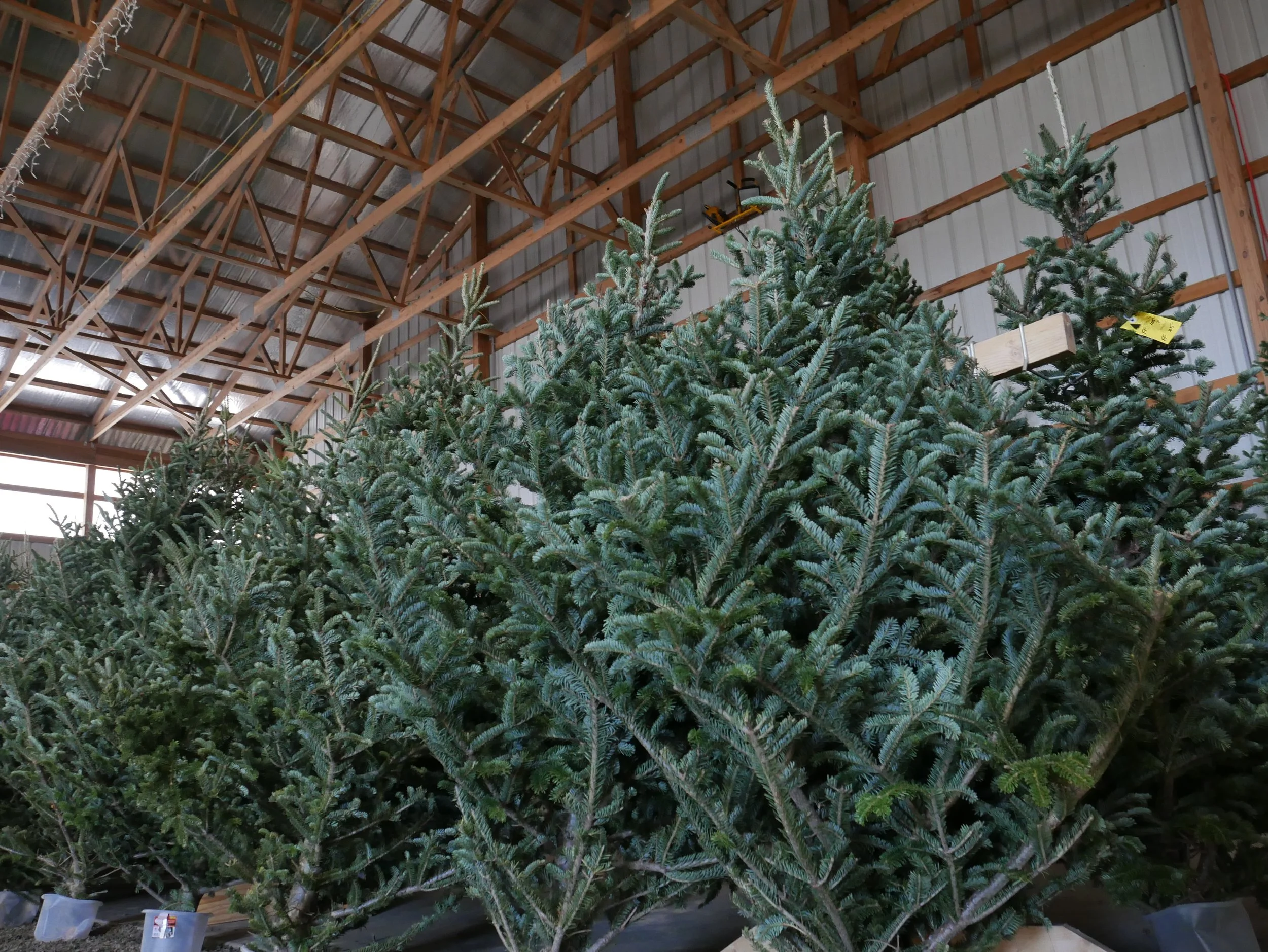 Gallery — DeLong Christmas Tree Farm