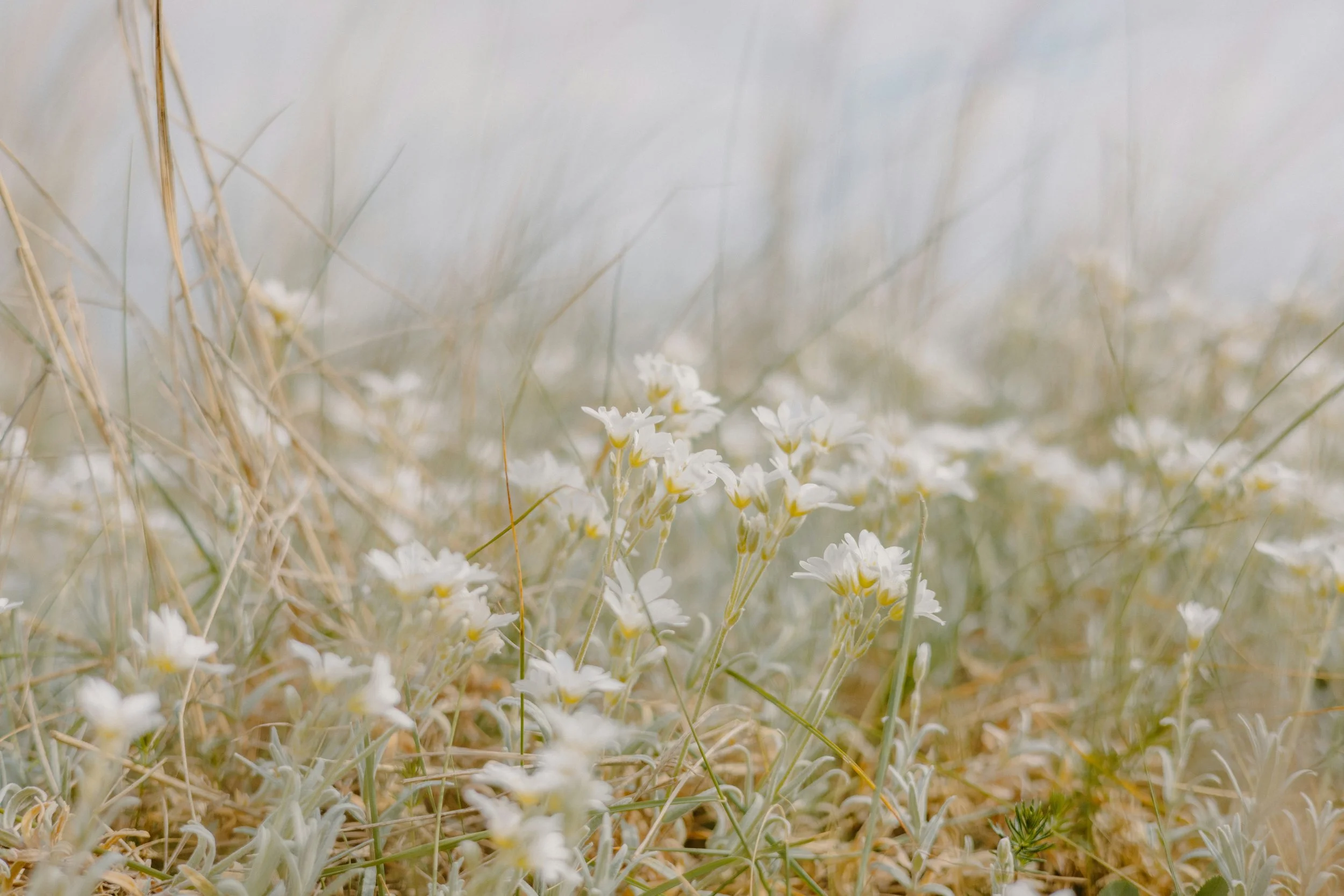 In Loving Memory — Viewpoint Calgary Psychological Services