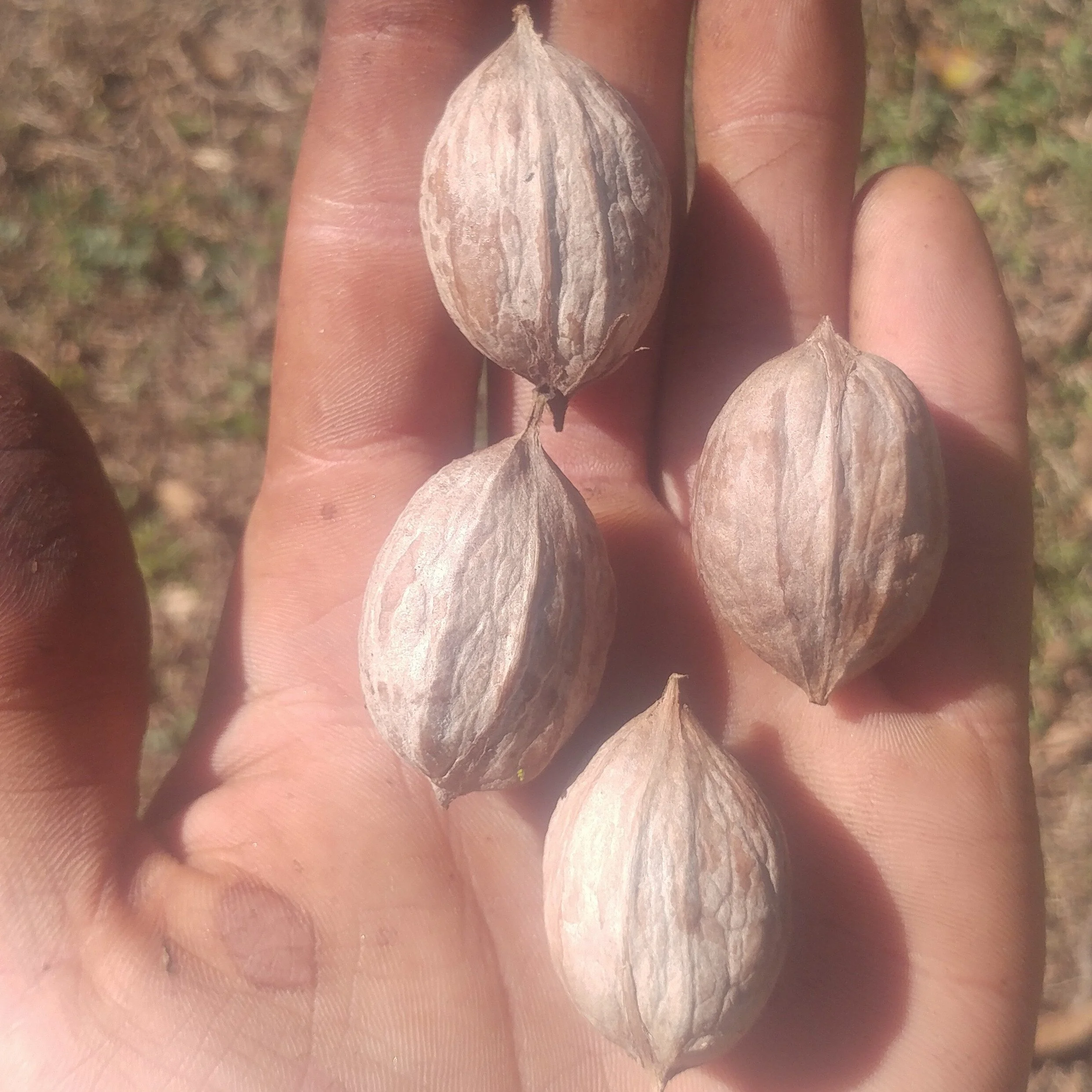 Hicans and other Hickory Hybrids — Future Forest Plants