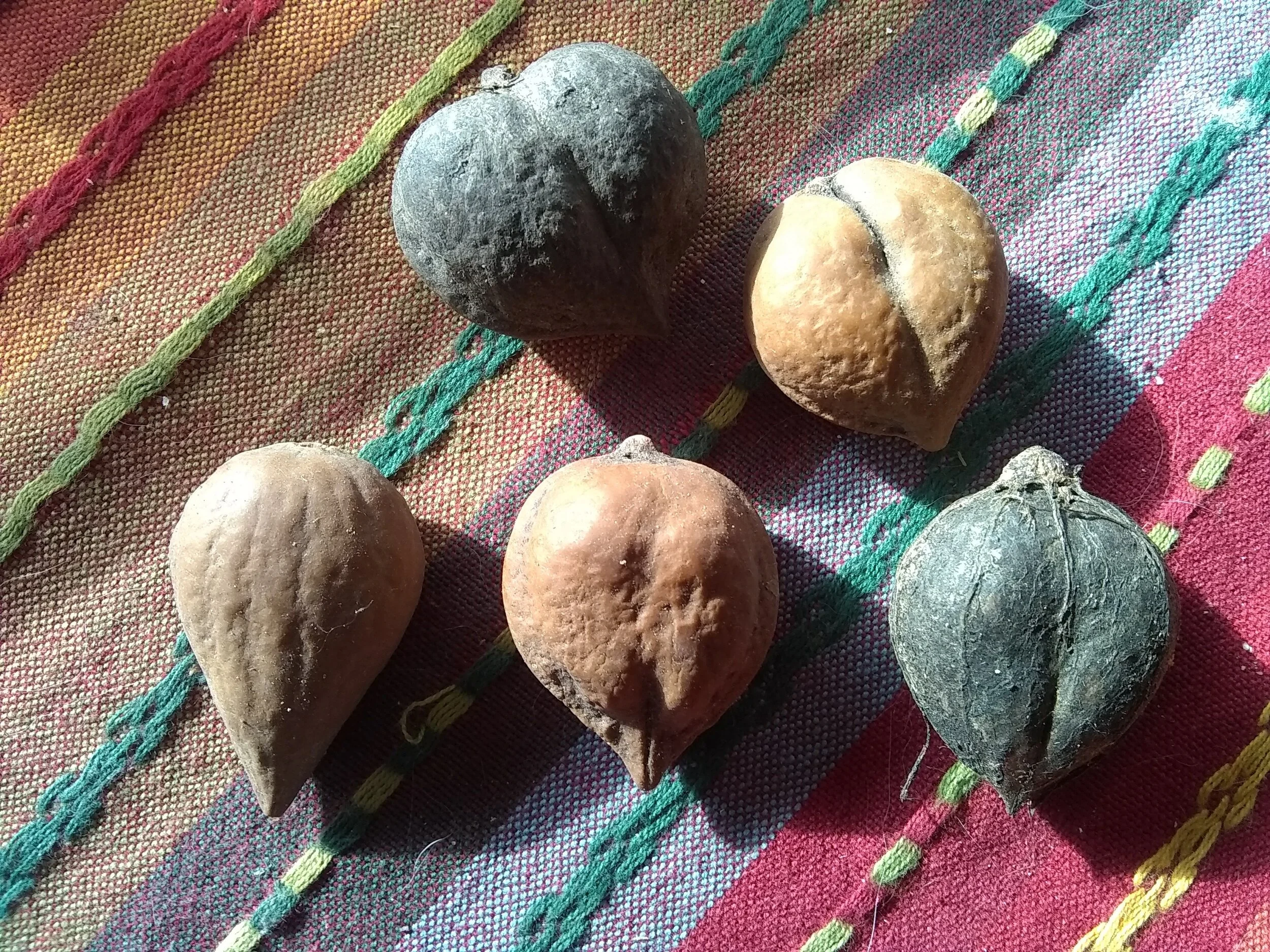 Heartnut — Future Forest Plants