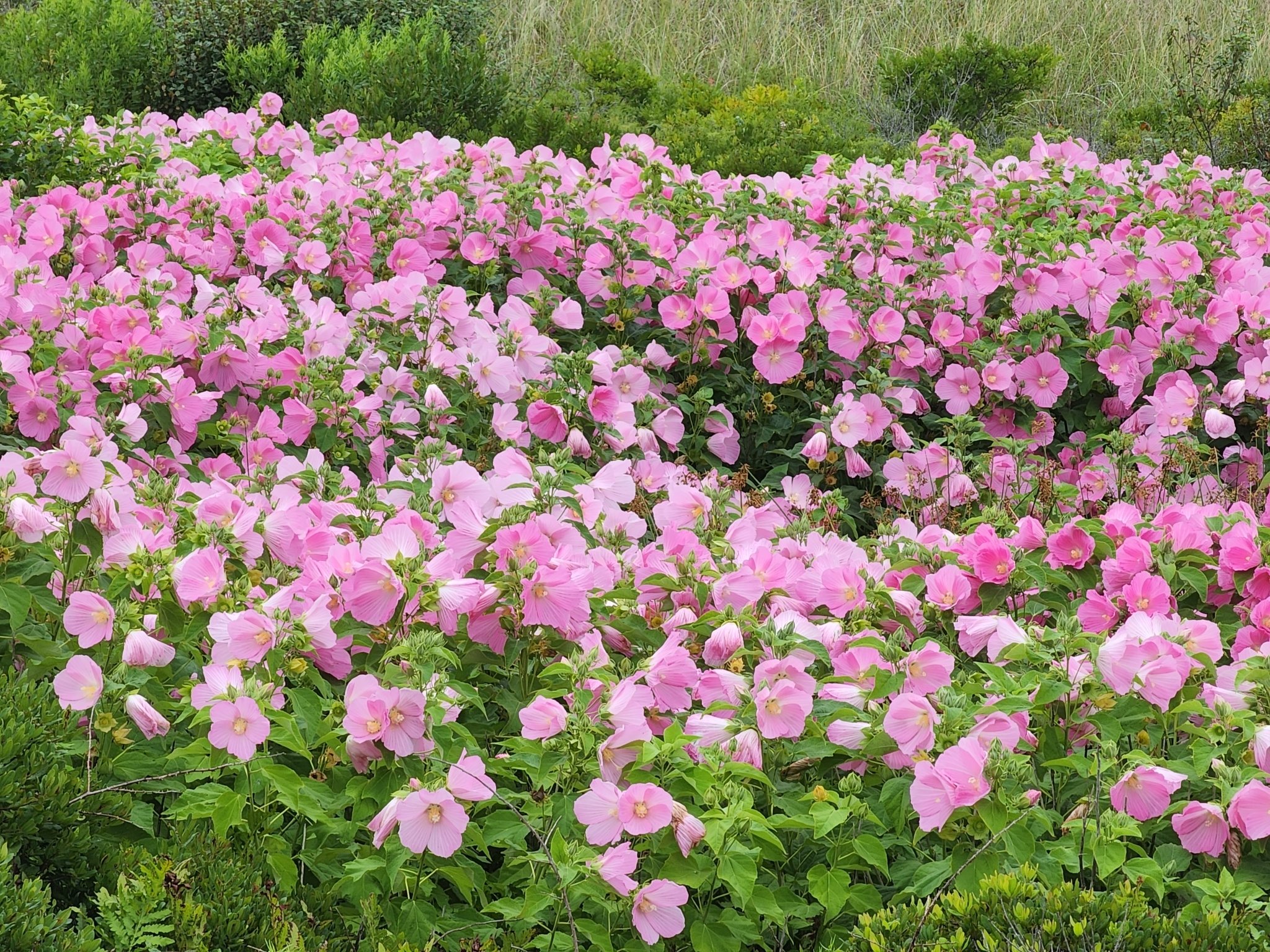 Rosemallow -- Hibiscus moscheutos — Future Forest Plants