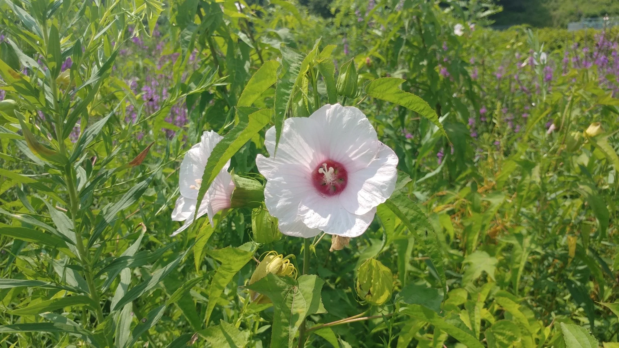 Halberd-leaved Hibiscus -- Hibiscus laevis — Future Forest Plants