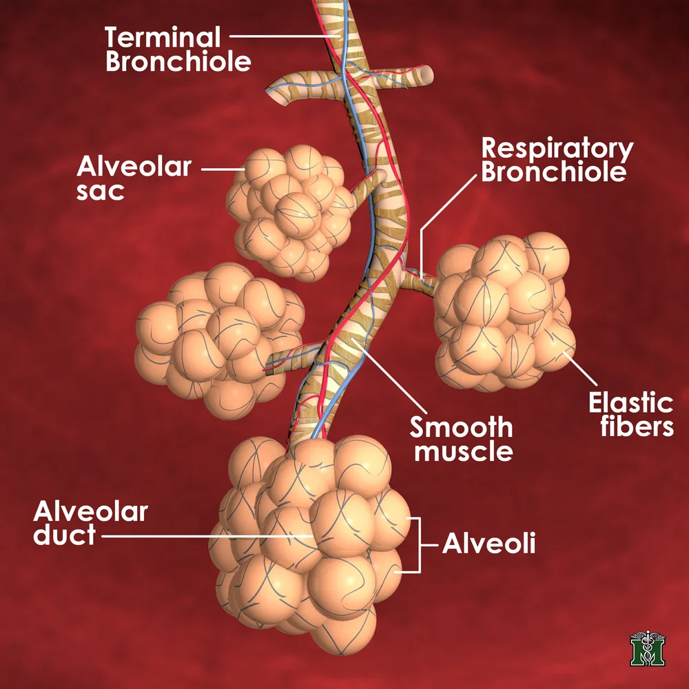Medical Illustration — Two Tree Design