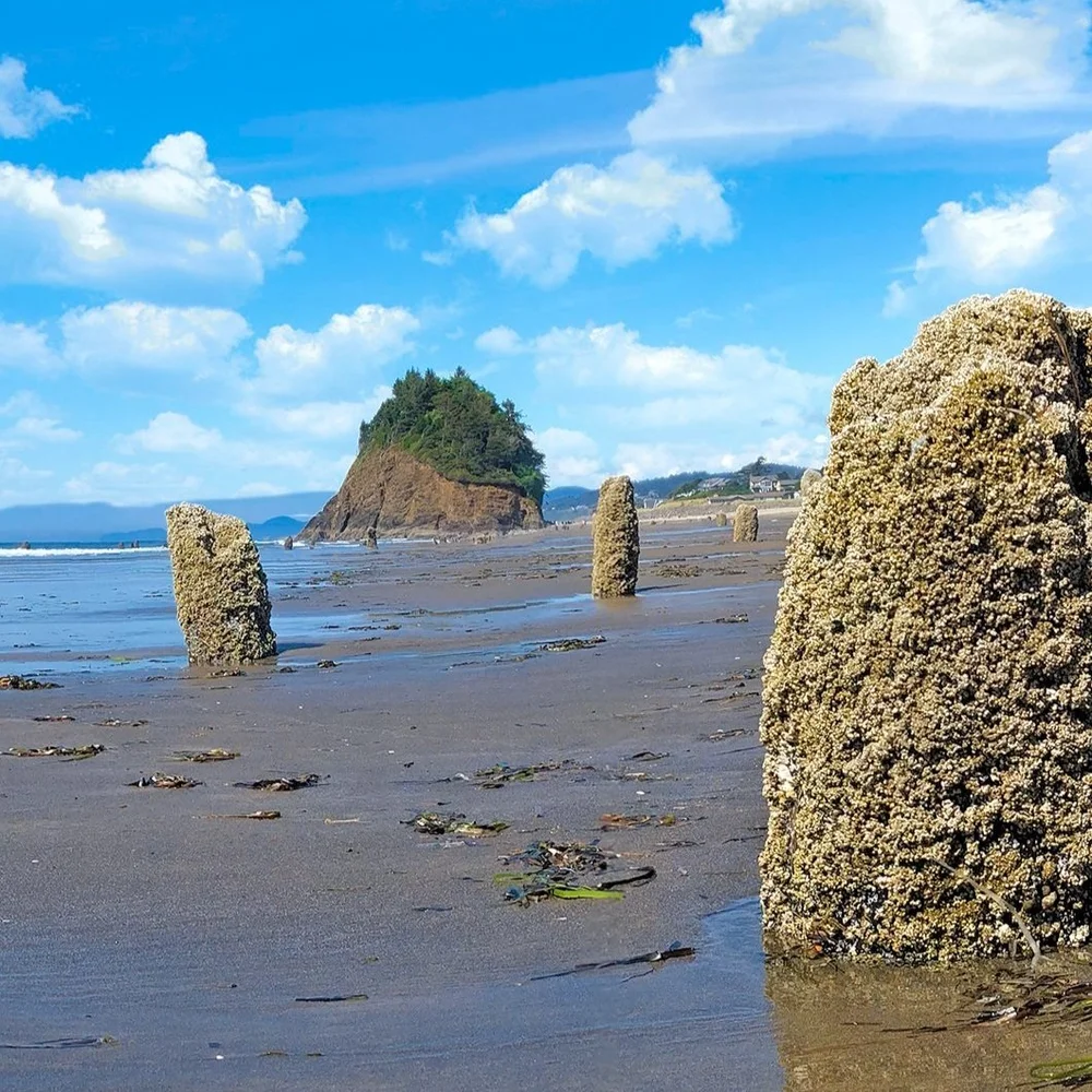 Our Story — Sand Castle Hash Co.