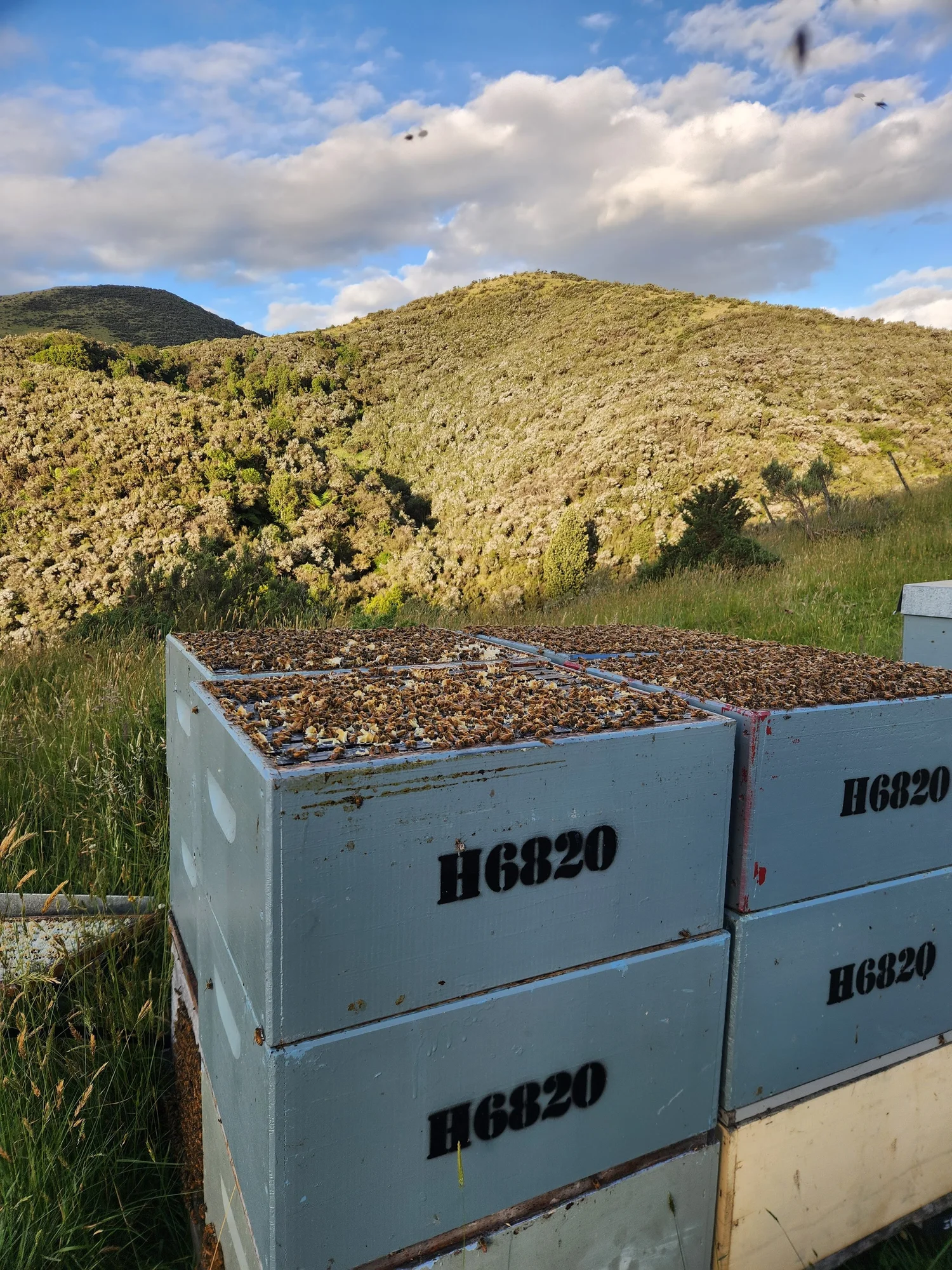 How We Care for Our Bees | Ethical Manuka Beekeeping in New Zealand ...
